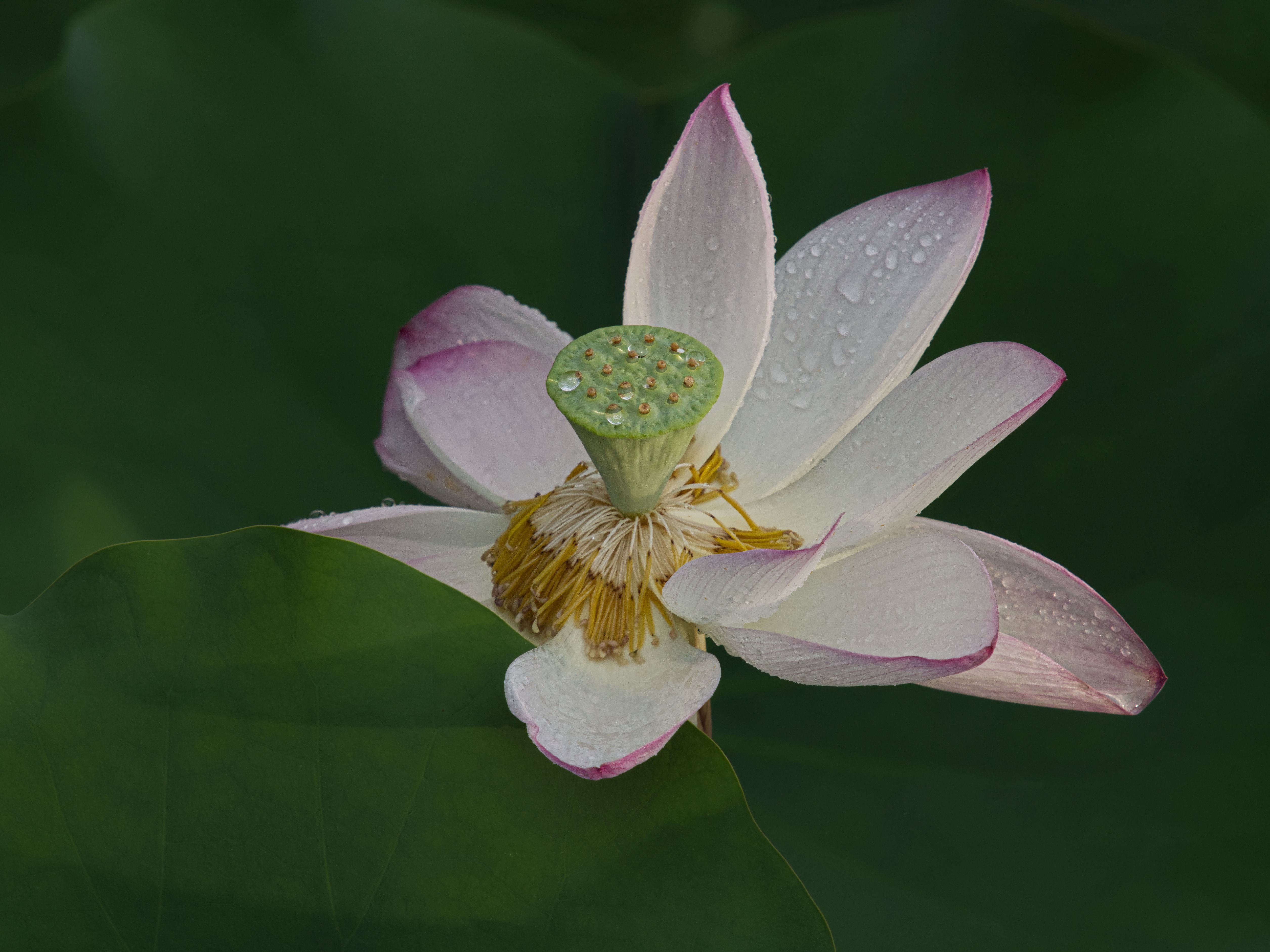 Lotus Flower with Dew Drops in Foshan, China · Free Stock Photo