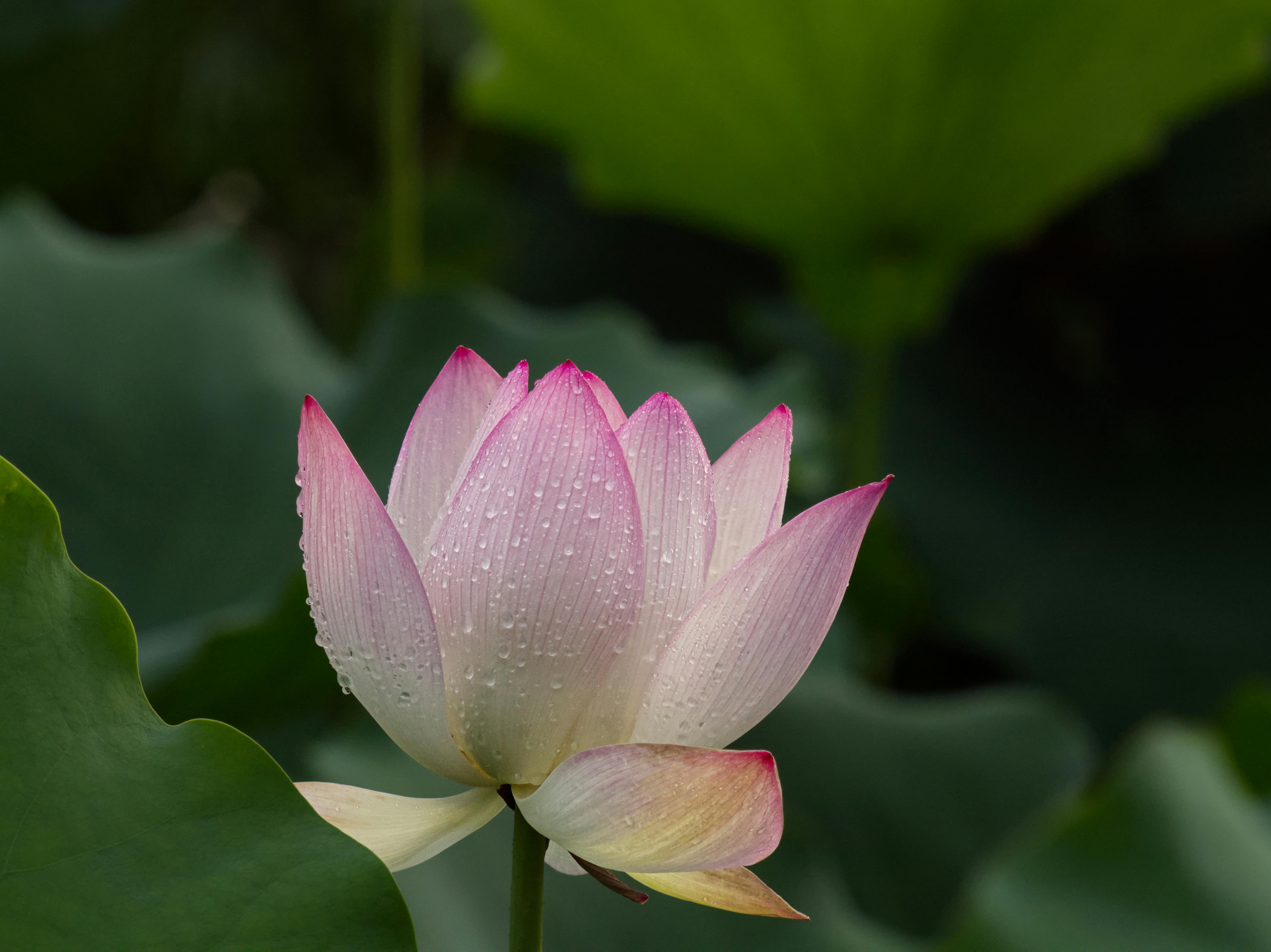 Dew-Covered Lotus Flower in Guangdong Spring · Free Stock Photo