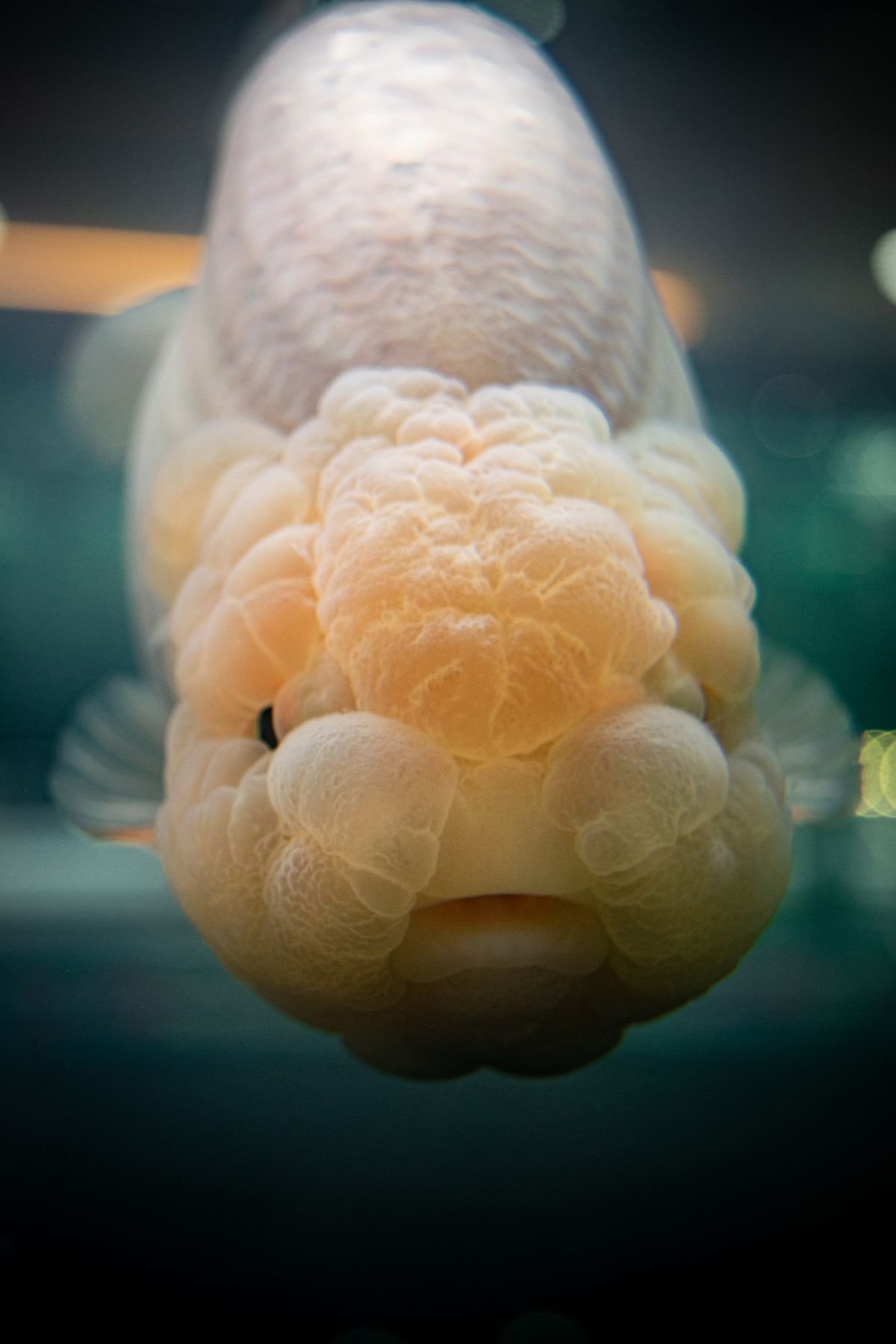 Fish Front Photos, Download The BEST Free Fish Front Stock Photos & HD ...