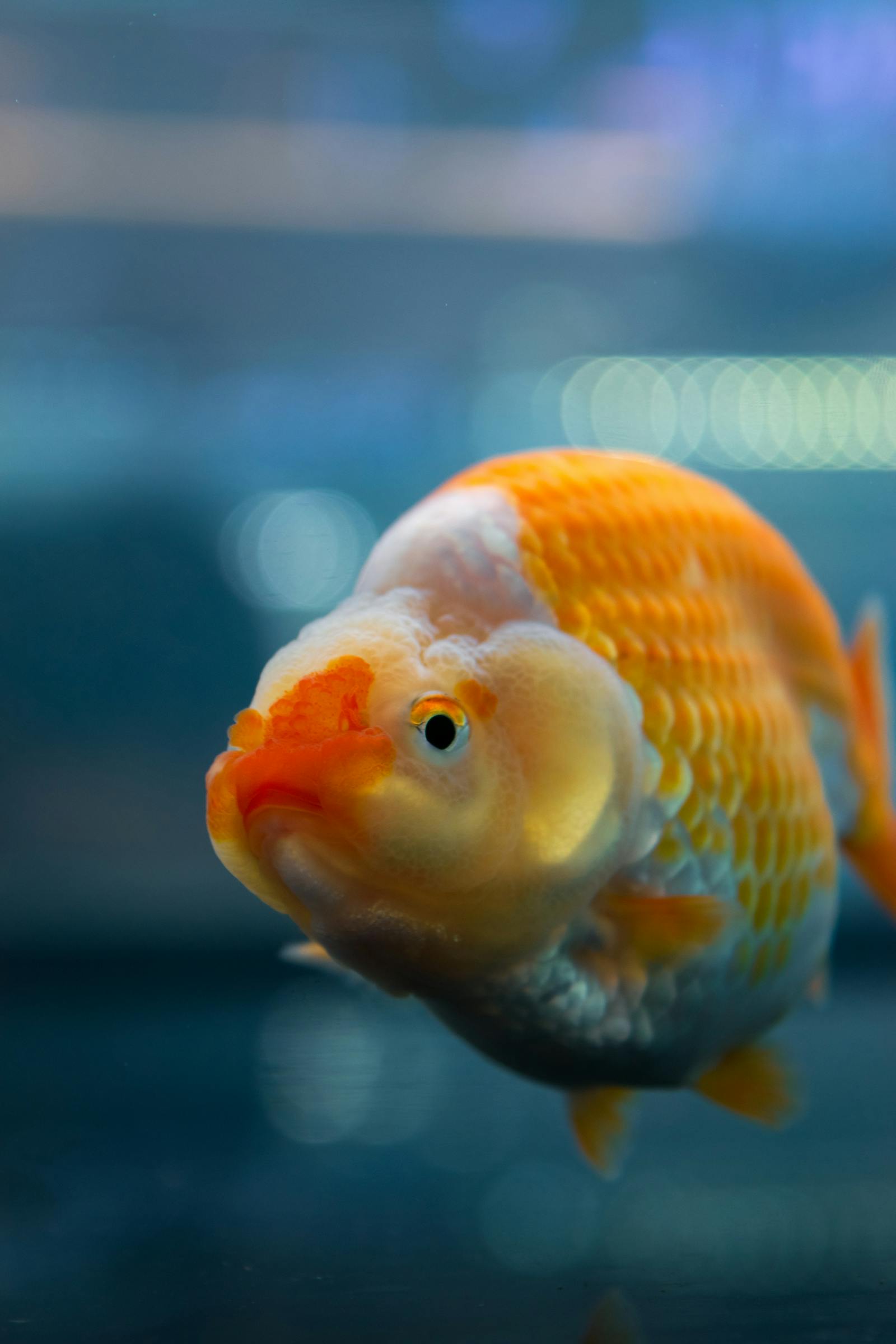 Fish Face Photos, Download The BEST Free Fish Face Stock Photos & HD Images