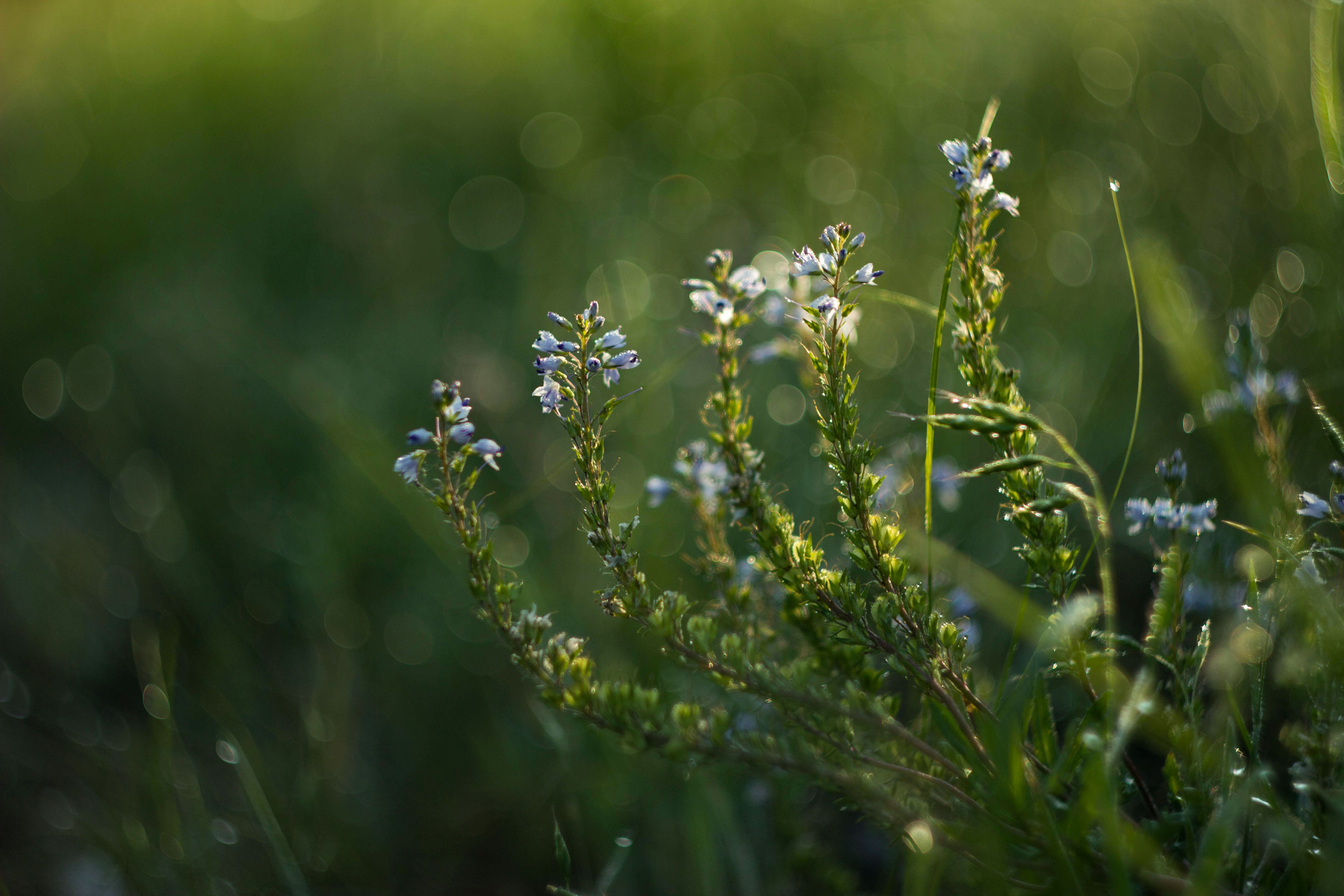 Close-Up of Fuzzy Grass in Green Field · Free Stock Photo