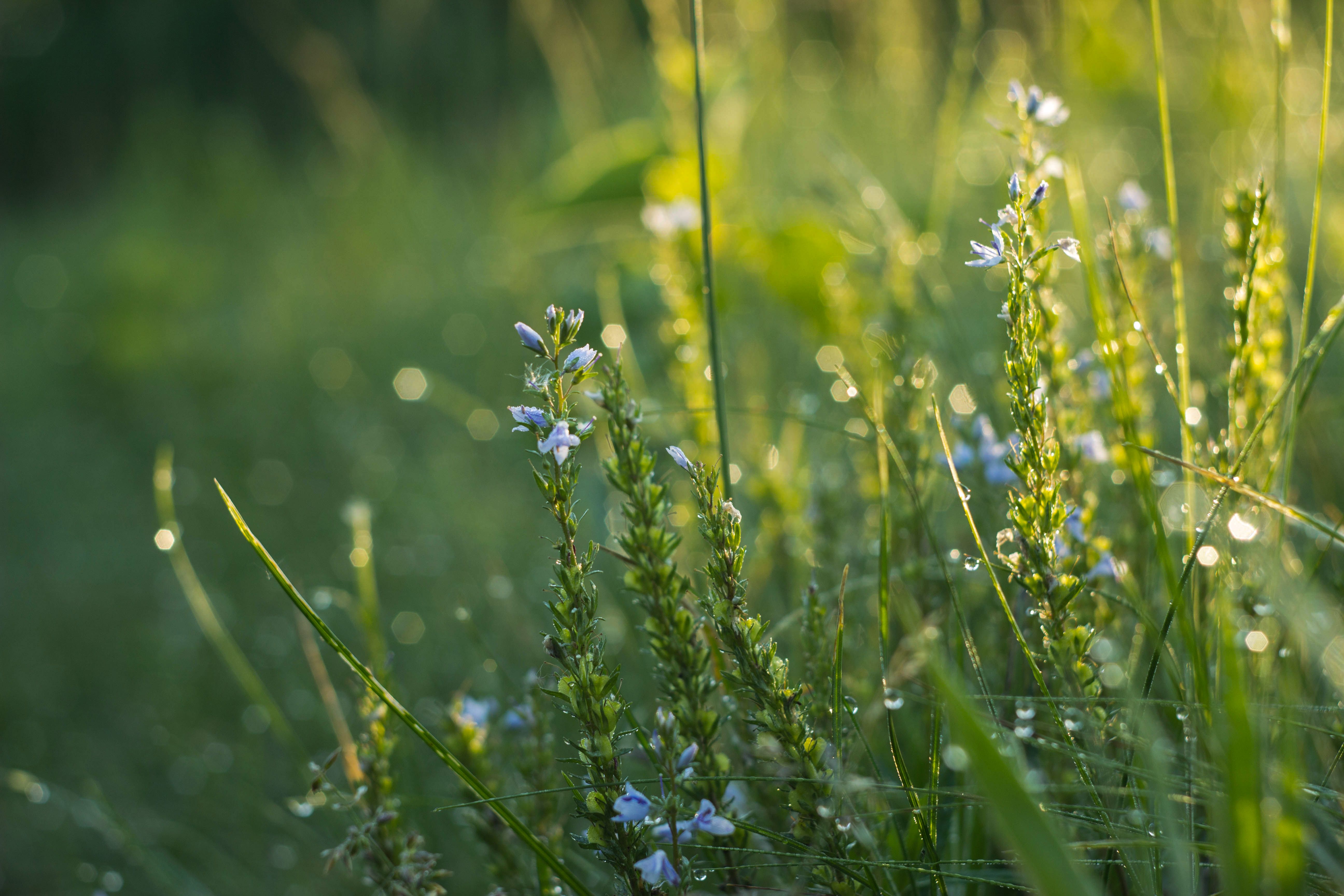 Morning Dew on Wildflowers in Spring Meadows · Free Stock Photo
