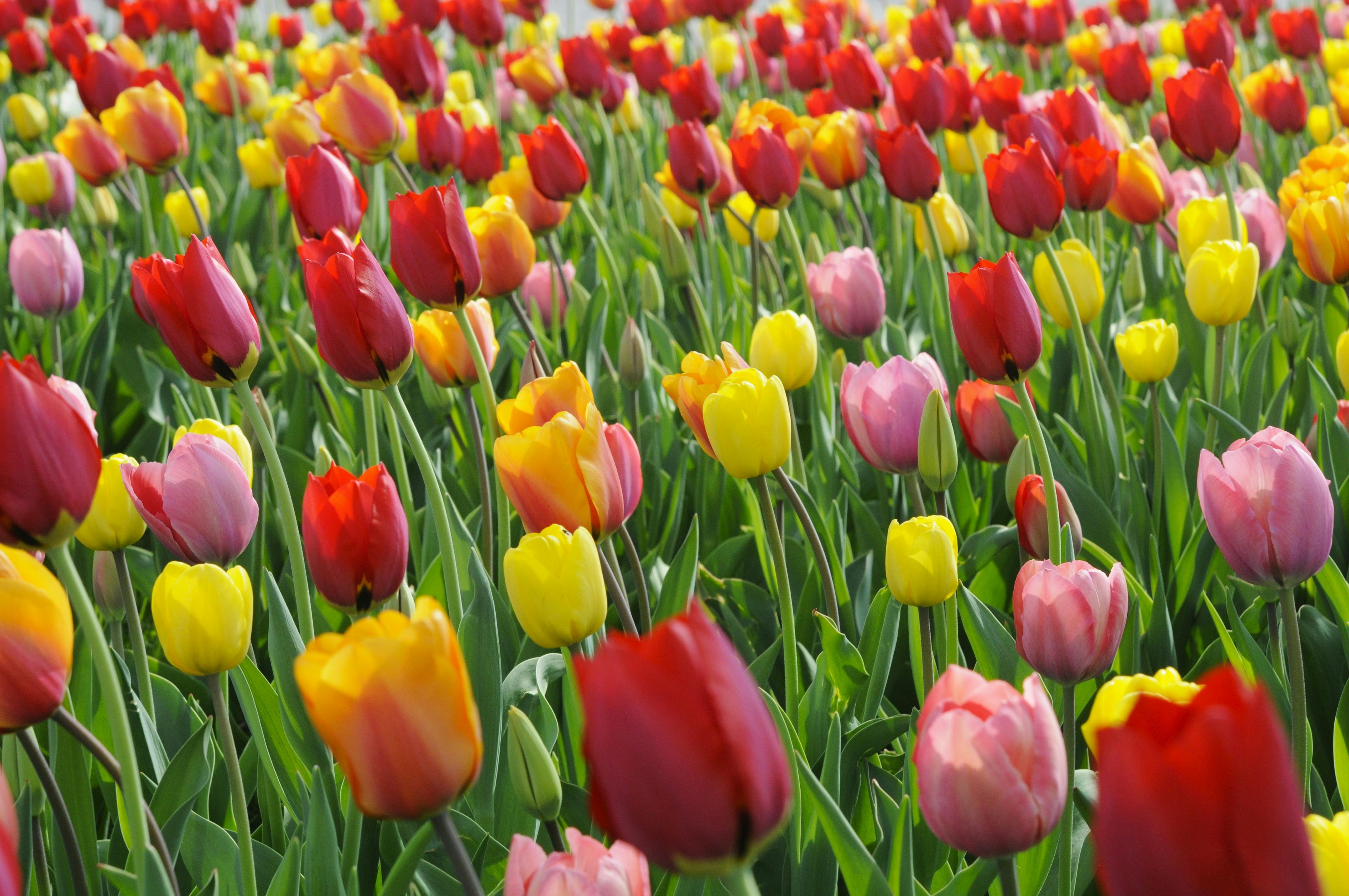 Vibrant Field of Tulips in Bloom, Denmark · Free Stock Photo