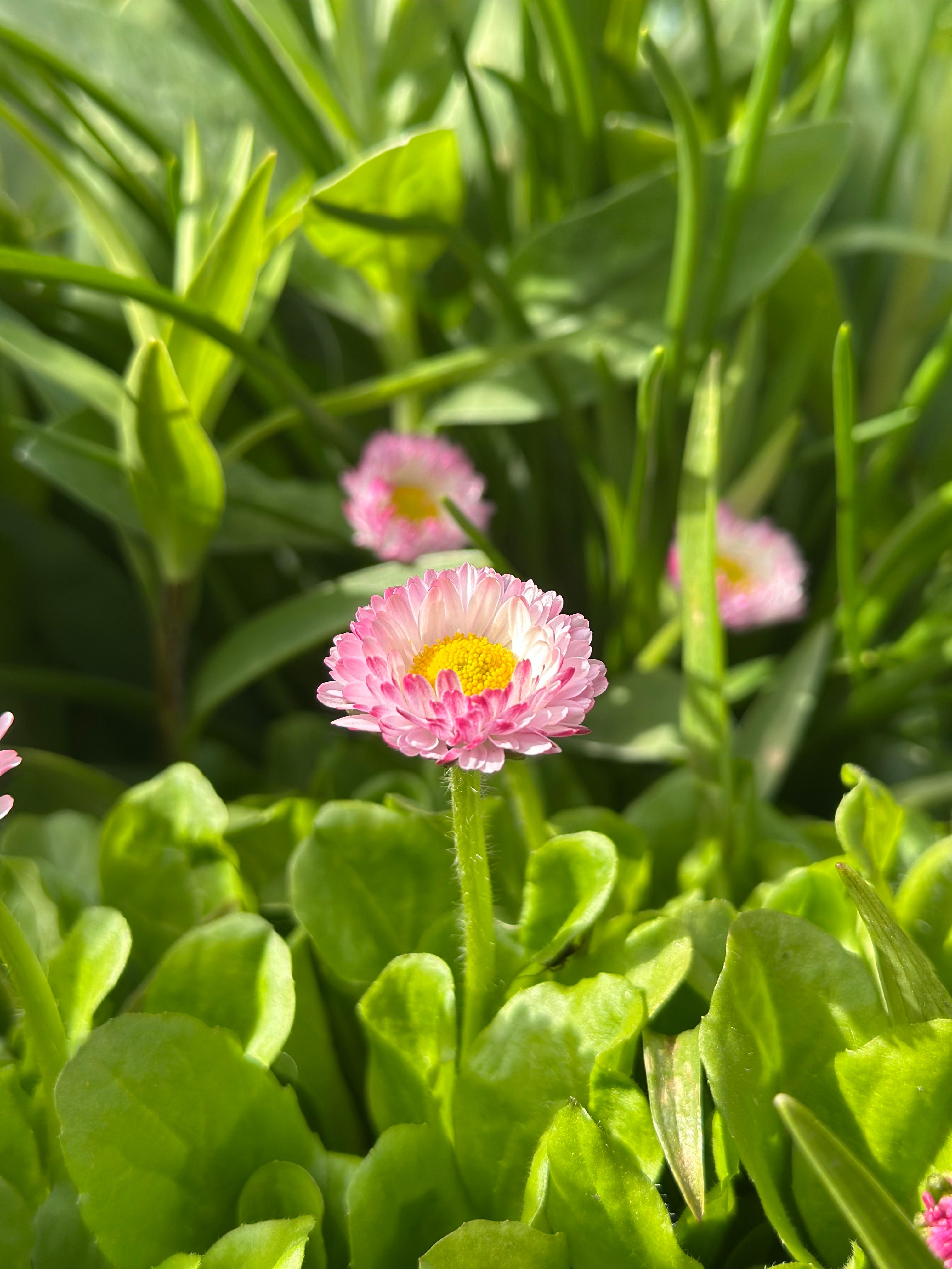 Vibrant Pink Daisy Blooming in Lush Greenery · Free Stock Photo
