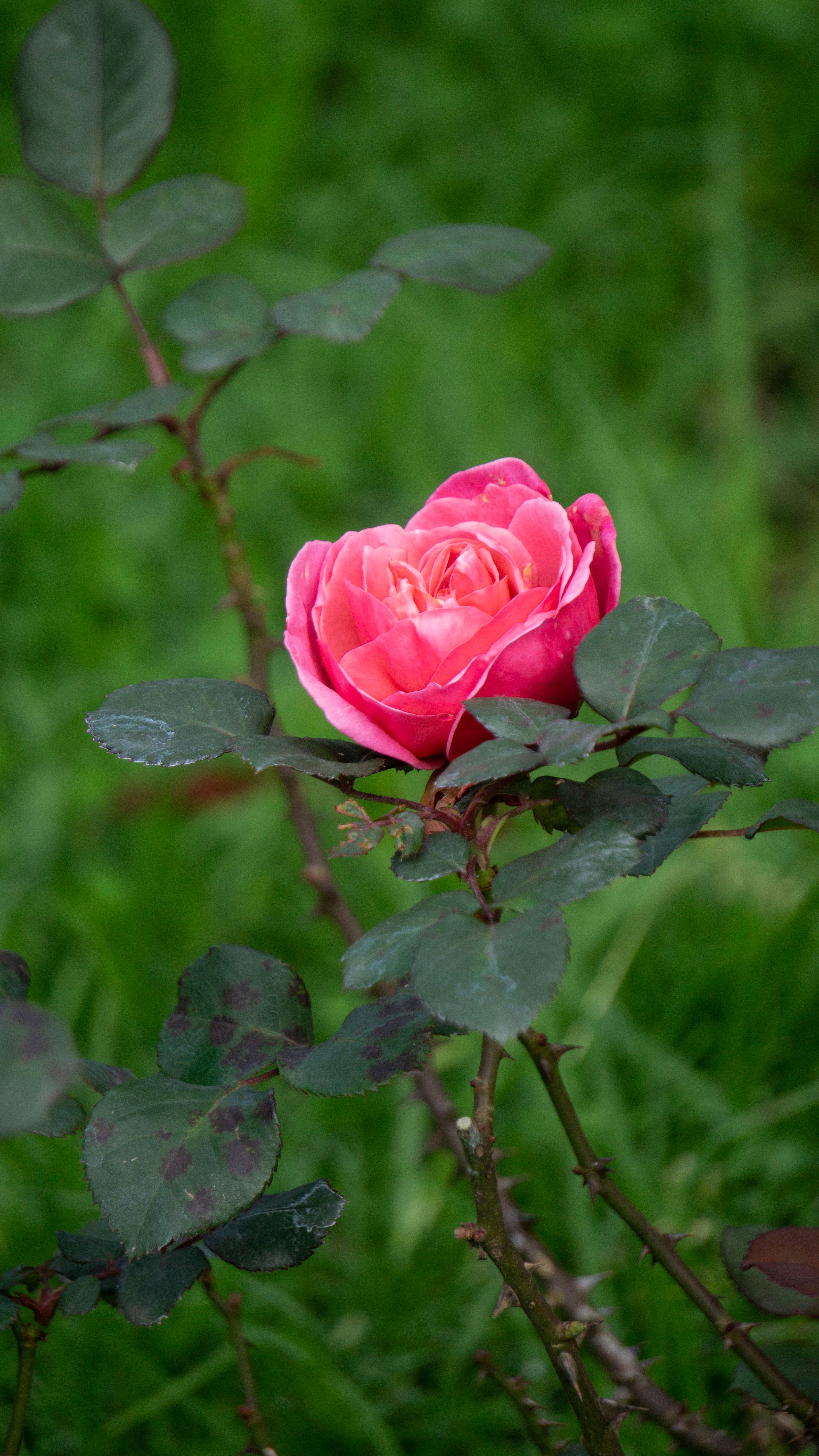 Vibrant Pink Rose Blooming in Green Garden · Free Stock Photo