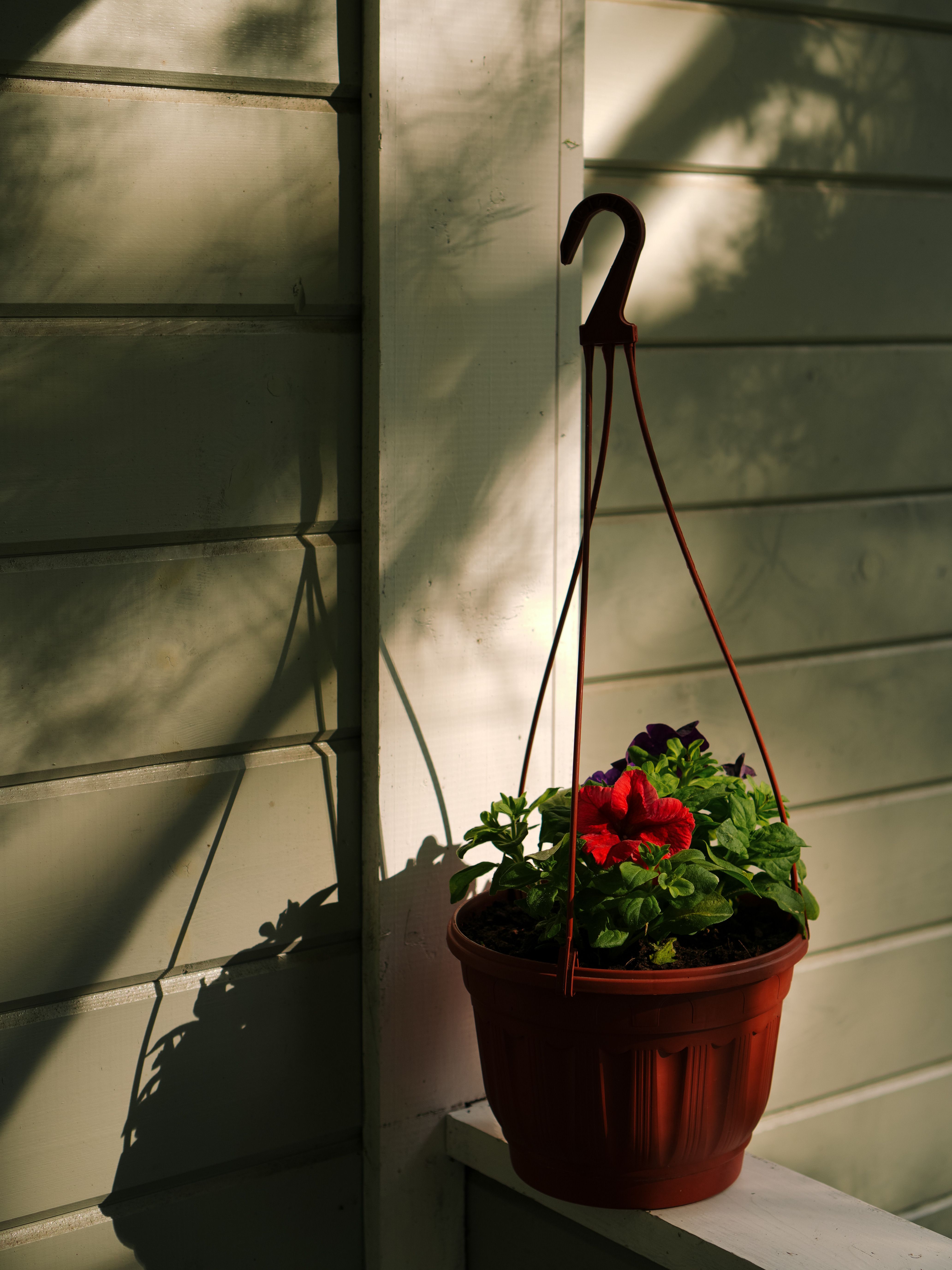 Hanging Flower Pot with Sunlit Shadows · Free Stock Photo
