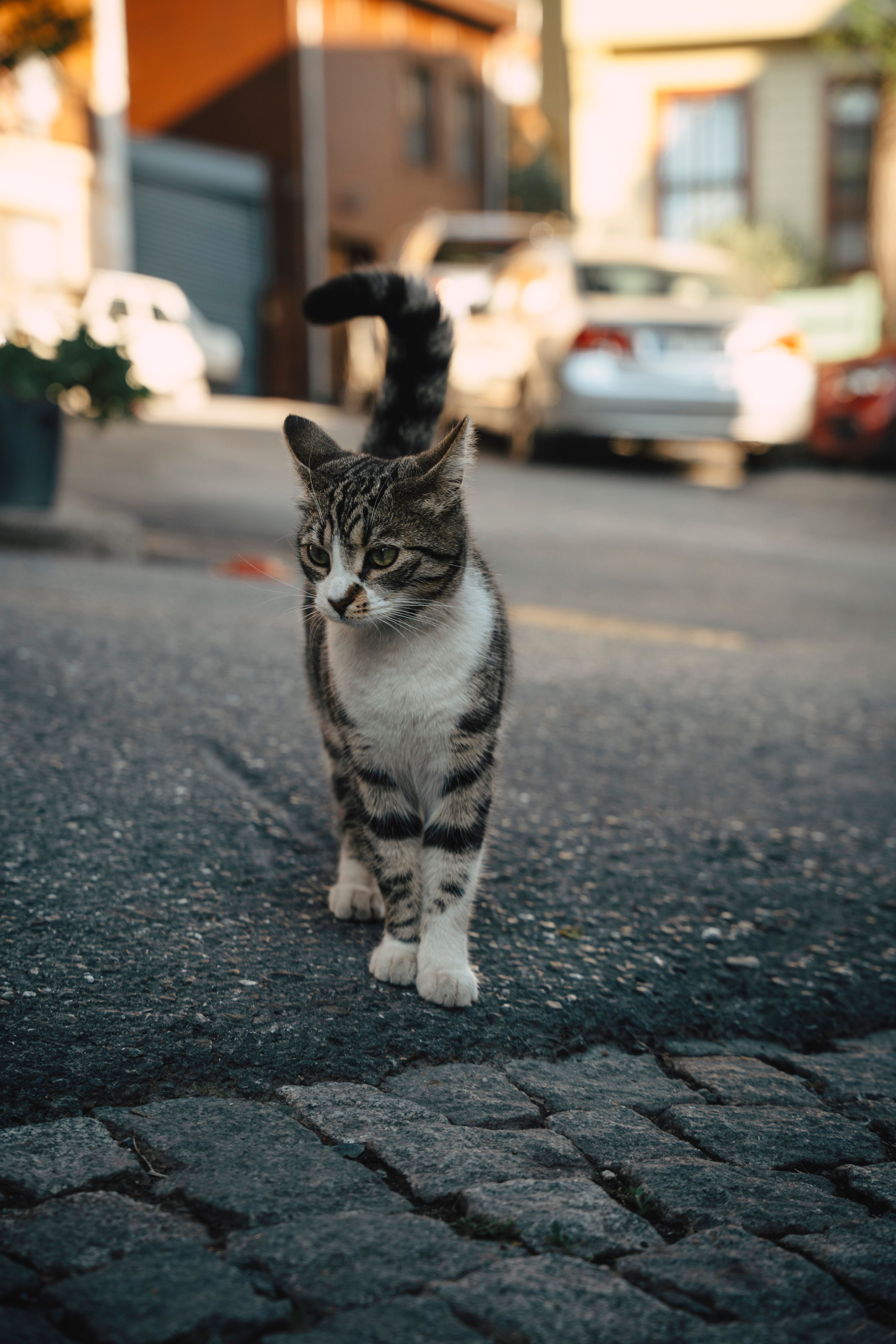 Foto De Rua Espontânea De Um Gato Em Ambiente Urbano · Foto ...