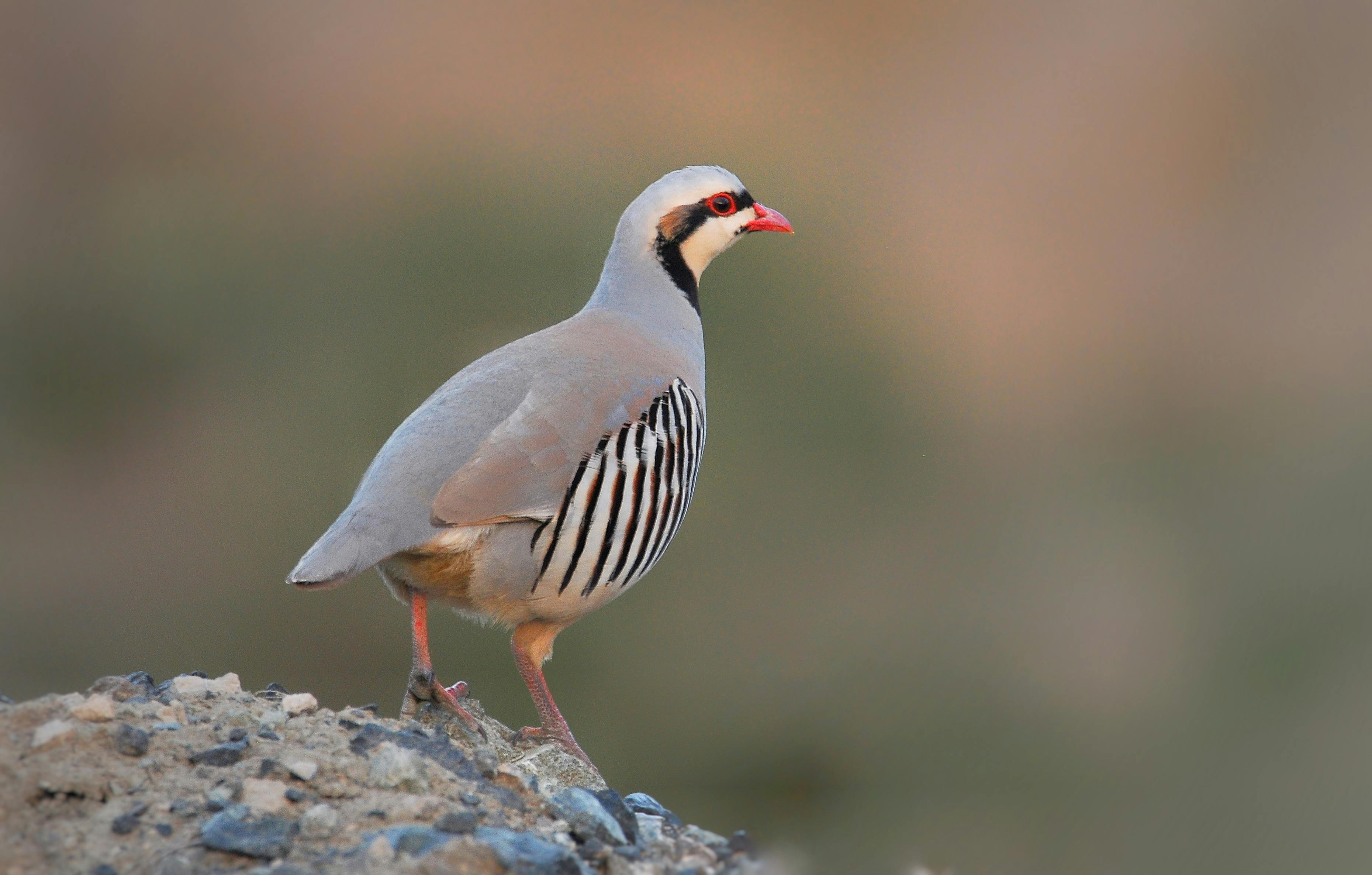 Chukar Partridge Bird Black Photos, Download The BEST Free Chukar ...