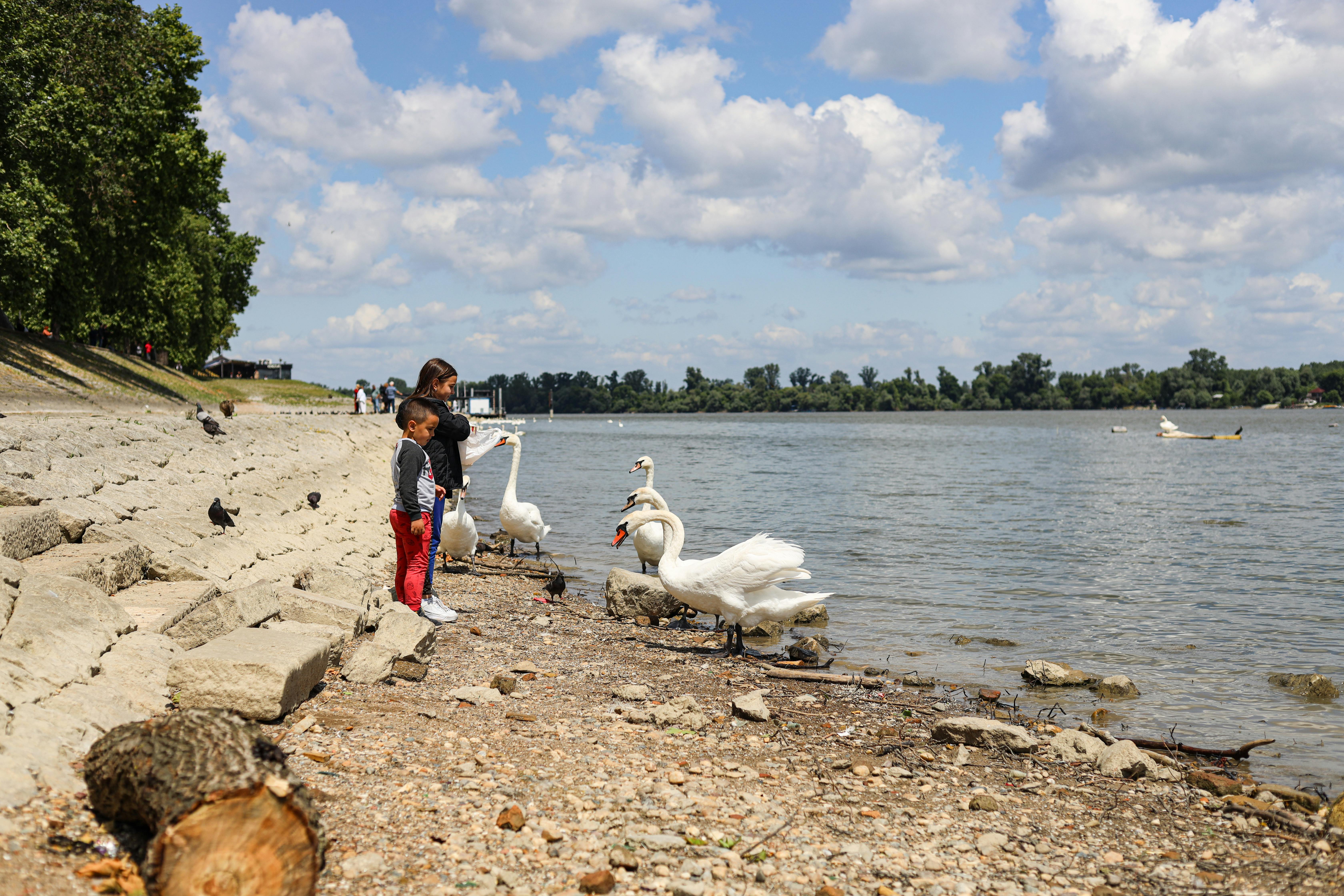 Children Observing Swans by a Lakeside in Summer · Free Stock Photo