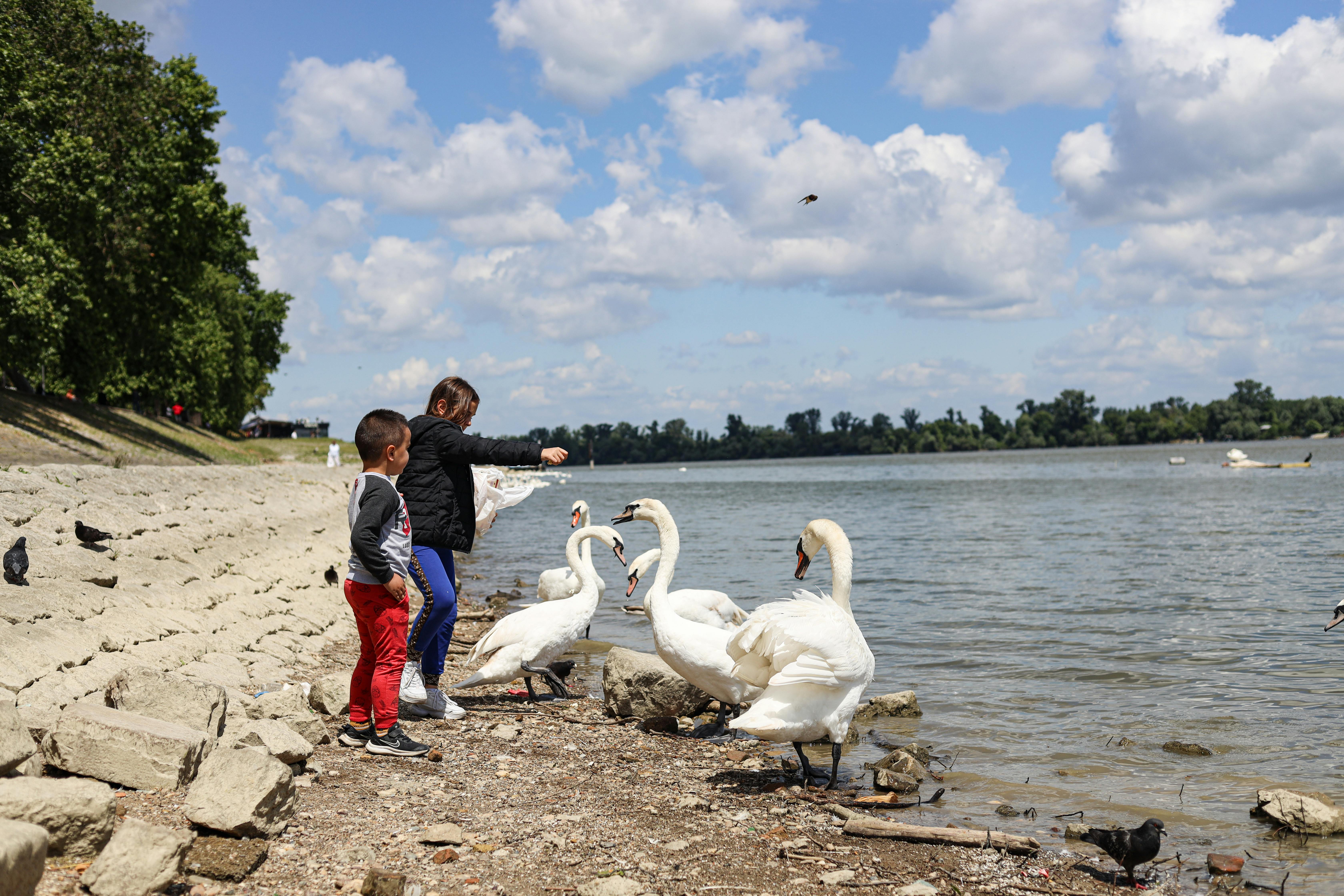Children Feeding Swans by Riverside on a Sunny Day · Free Stock Photo