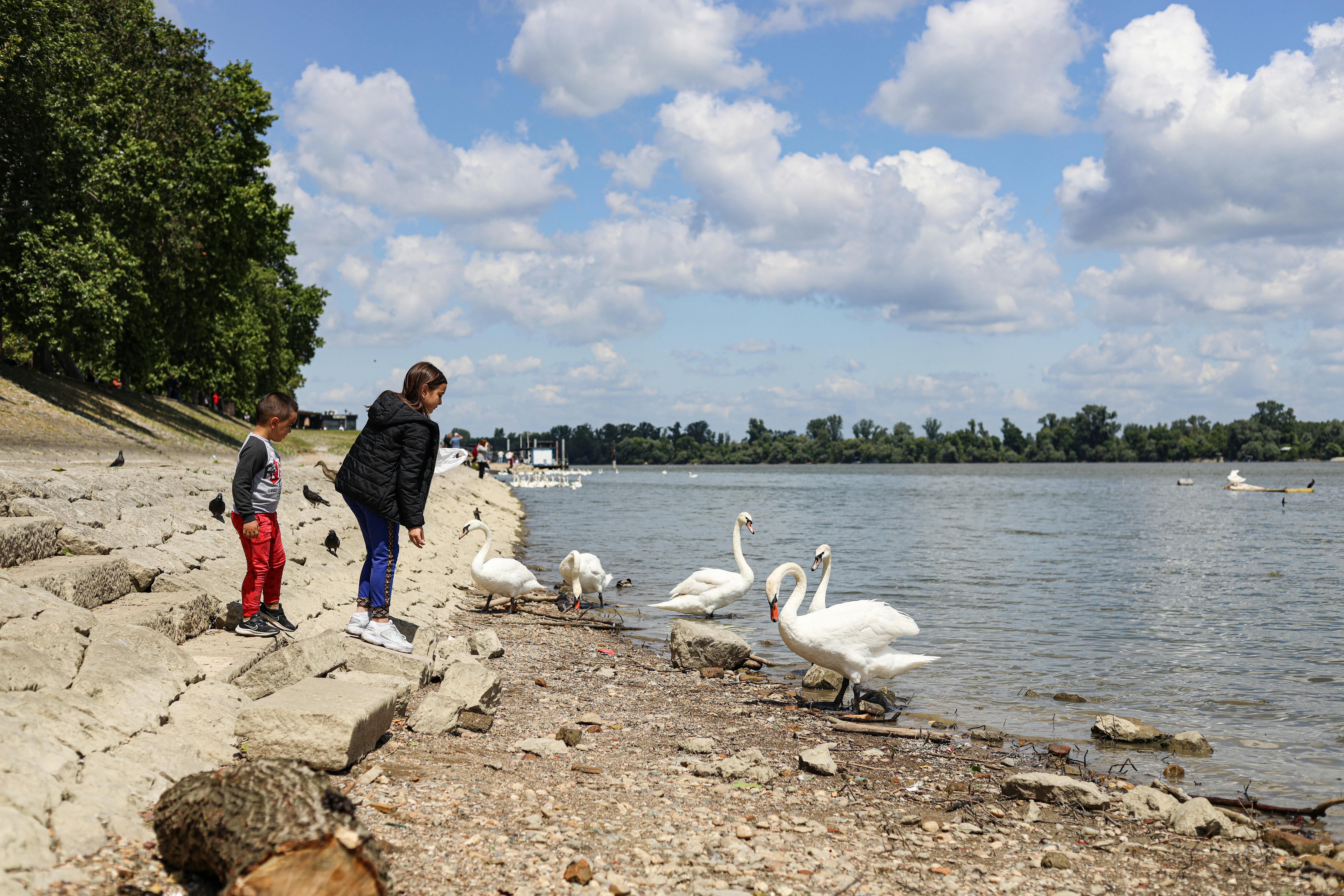 Niños Observando Cisnes En La Orilla Del Río · Foto de stock gratuita