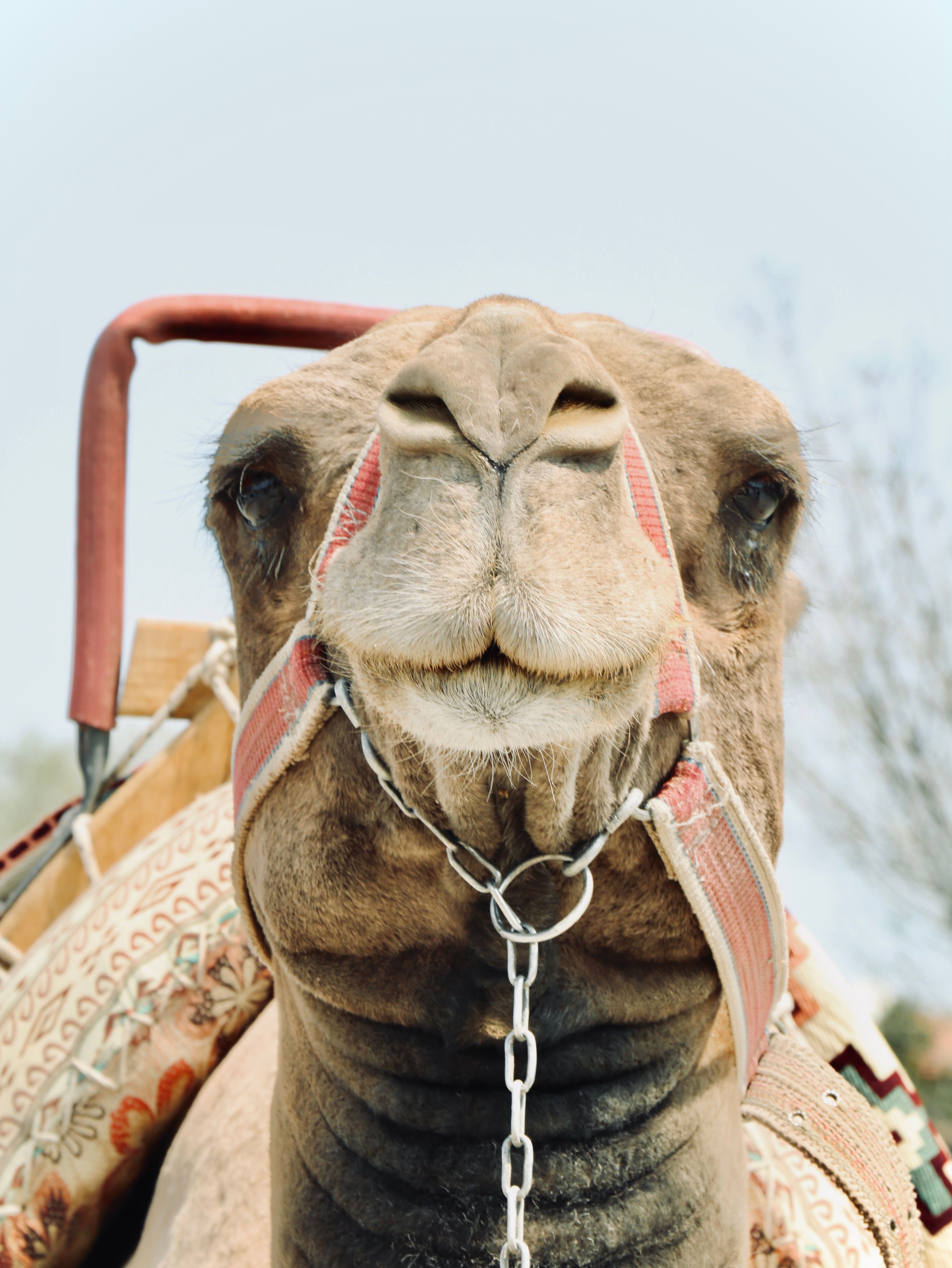 Close-Up of Brown Camel in Traditional Harness · Free Stock Photo