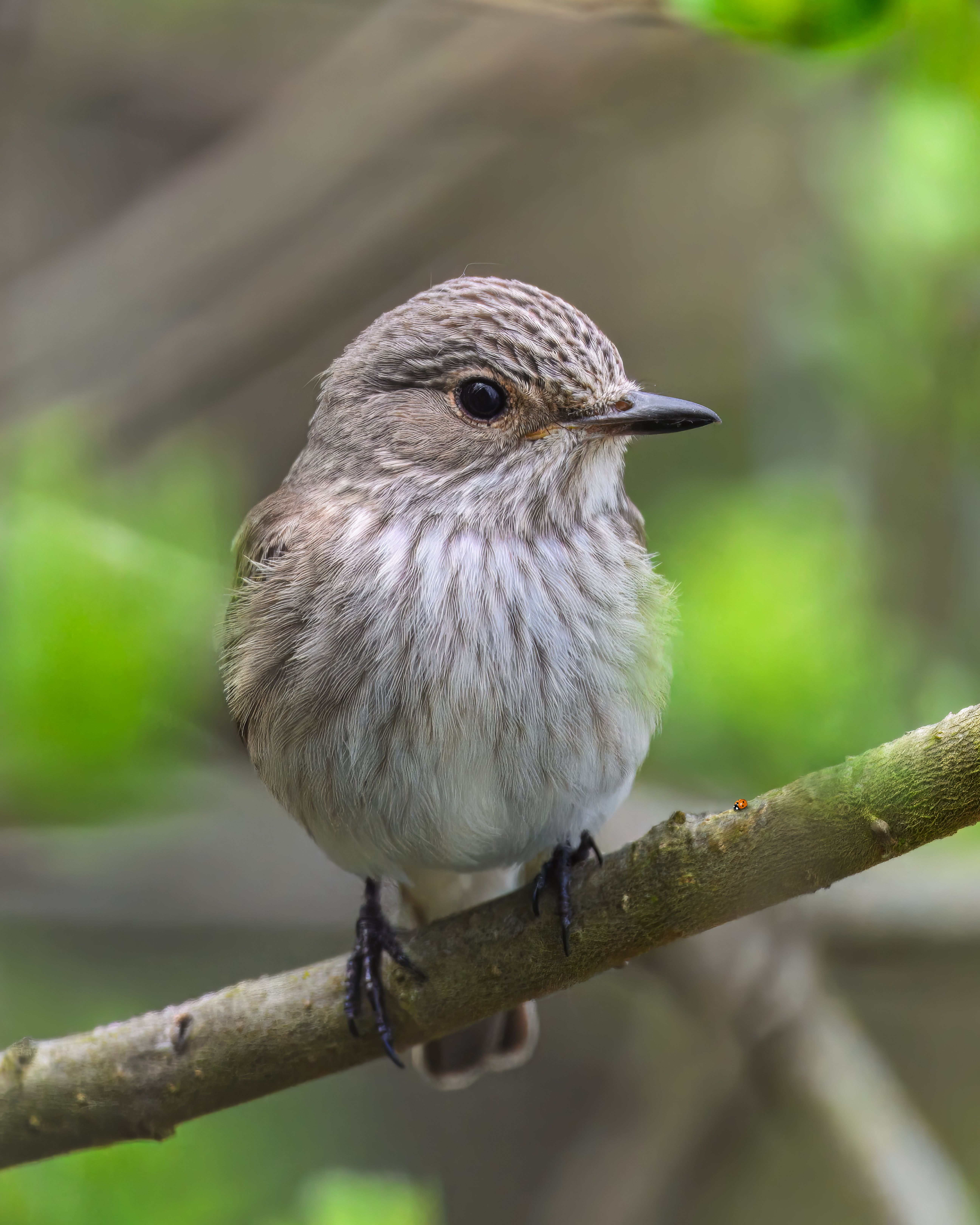 Chuồng Chim Aviary Photos, Download The BEST Free Chuồng Chim Aviary ...