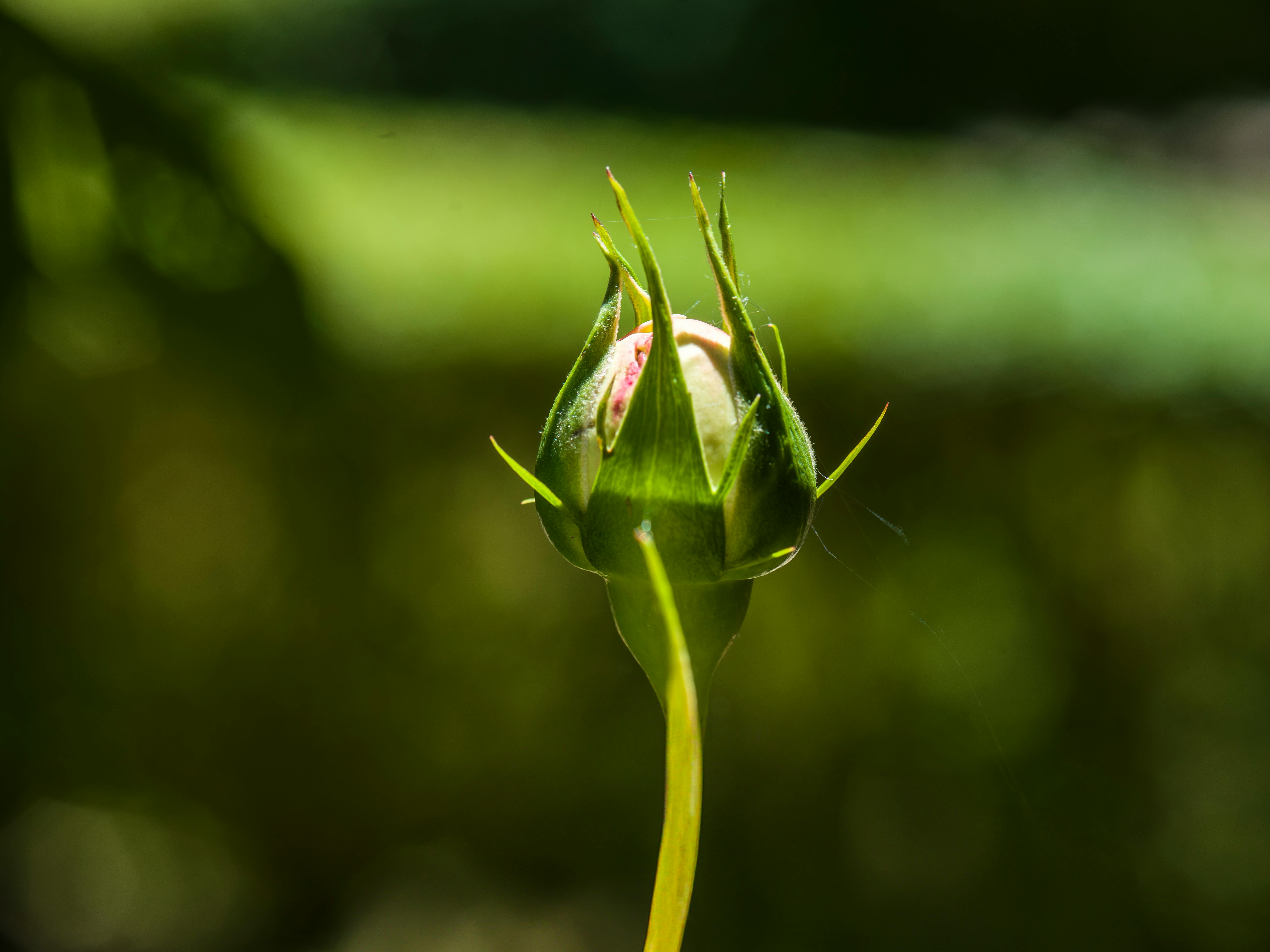 Background Without Blur Photos, Download The BEST Free Background ...