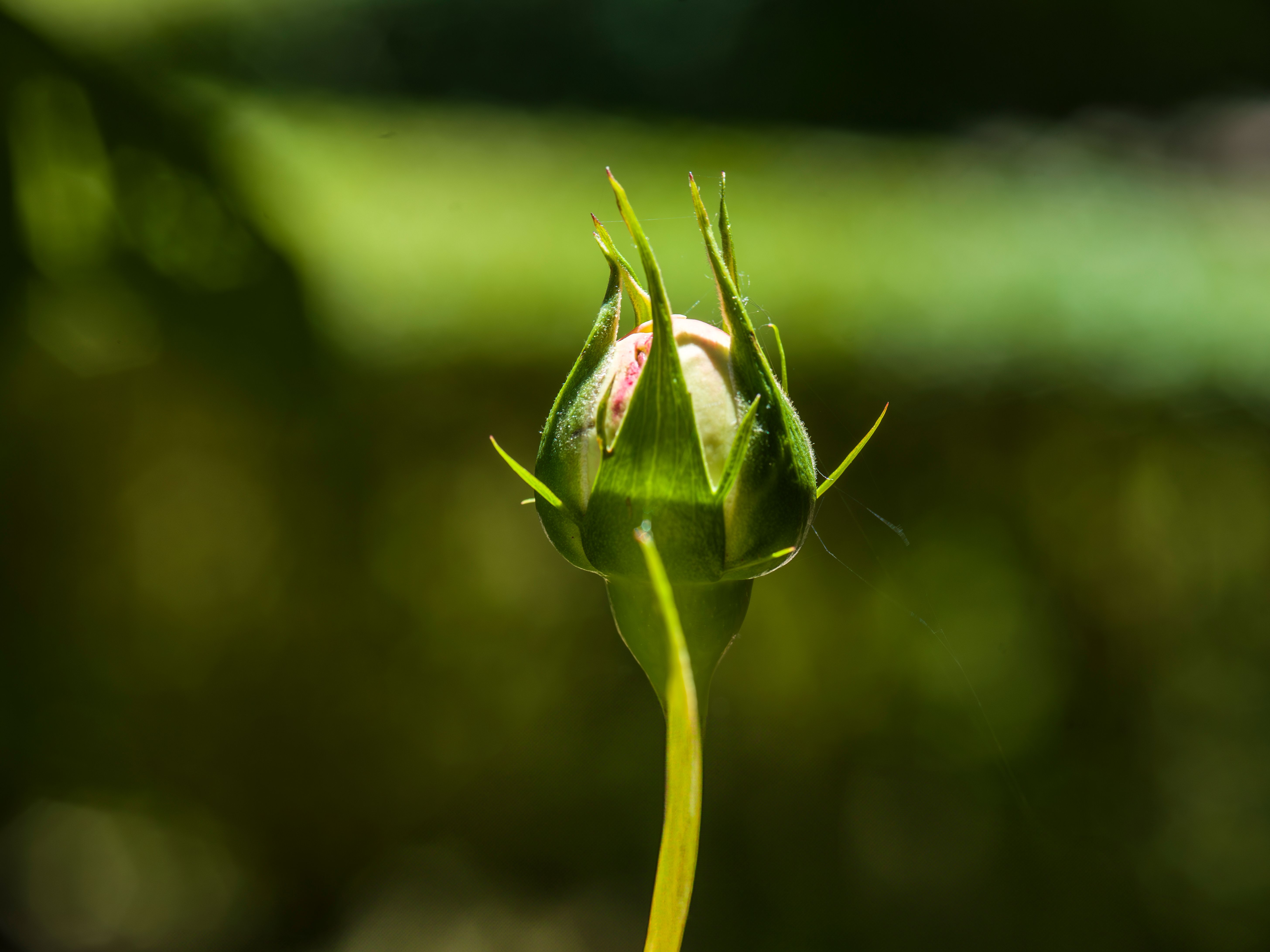 Close-up of a Budding Rose in Sunlight · Free Stock Photo