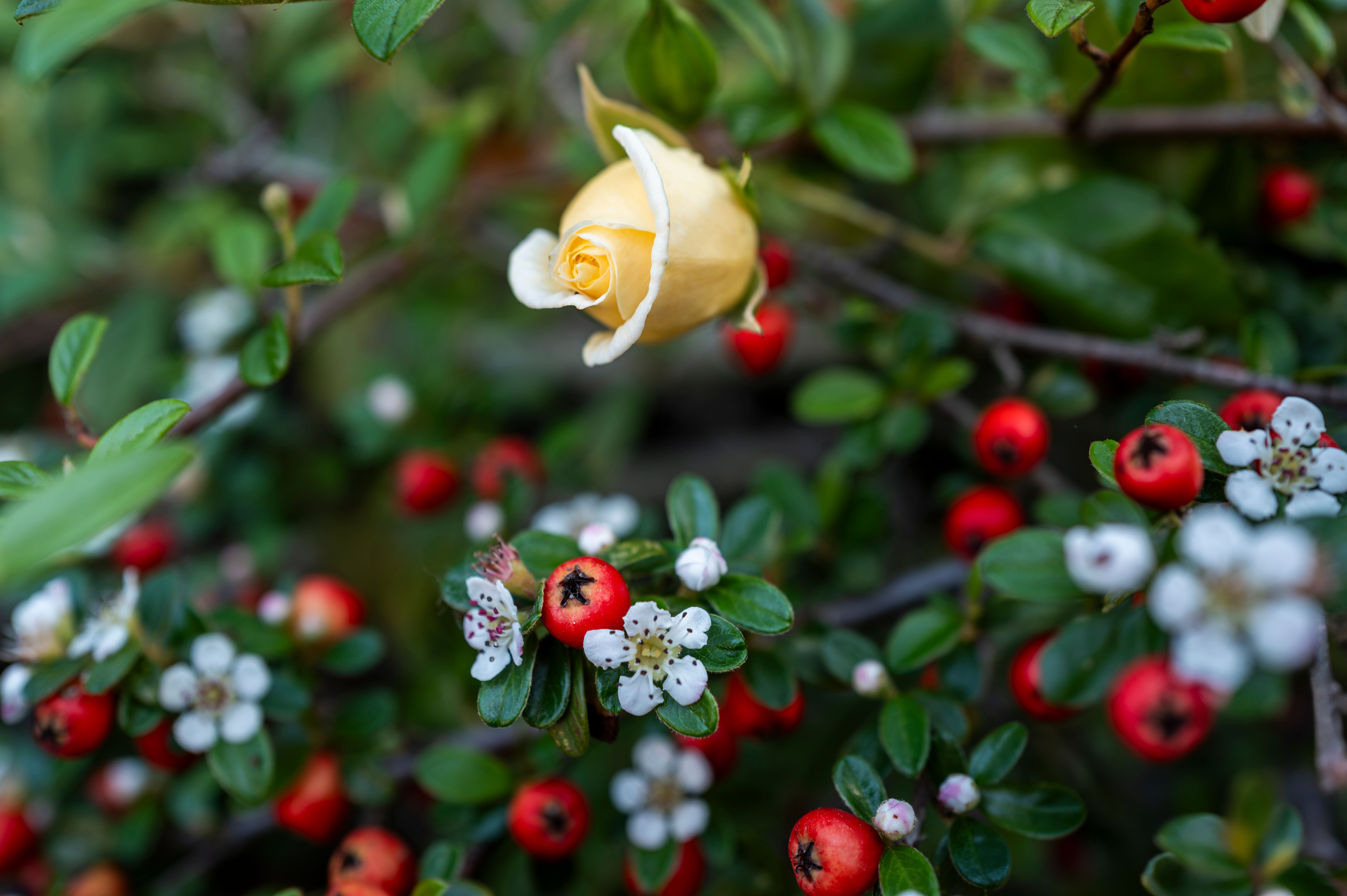 Vibrant Garden Scene with Yellow Rose and Red Berries · Free Stock Photo