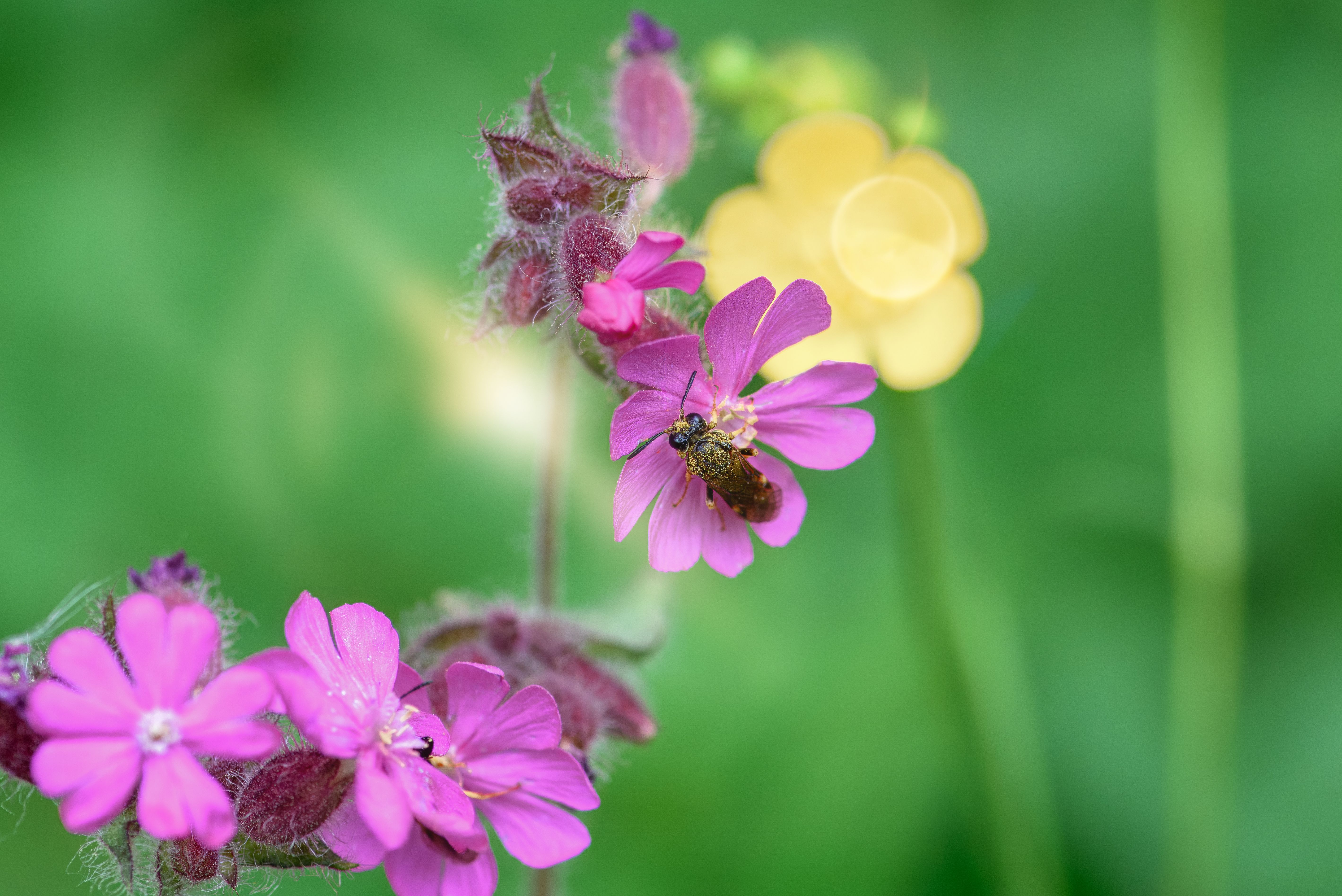 Vibrant Pink Flowers with Pollinating Insect · Free Stock Photo