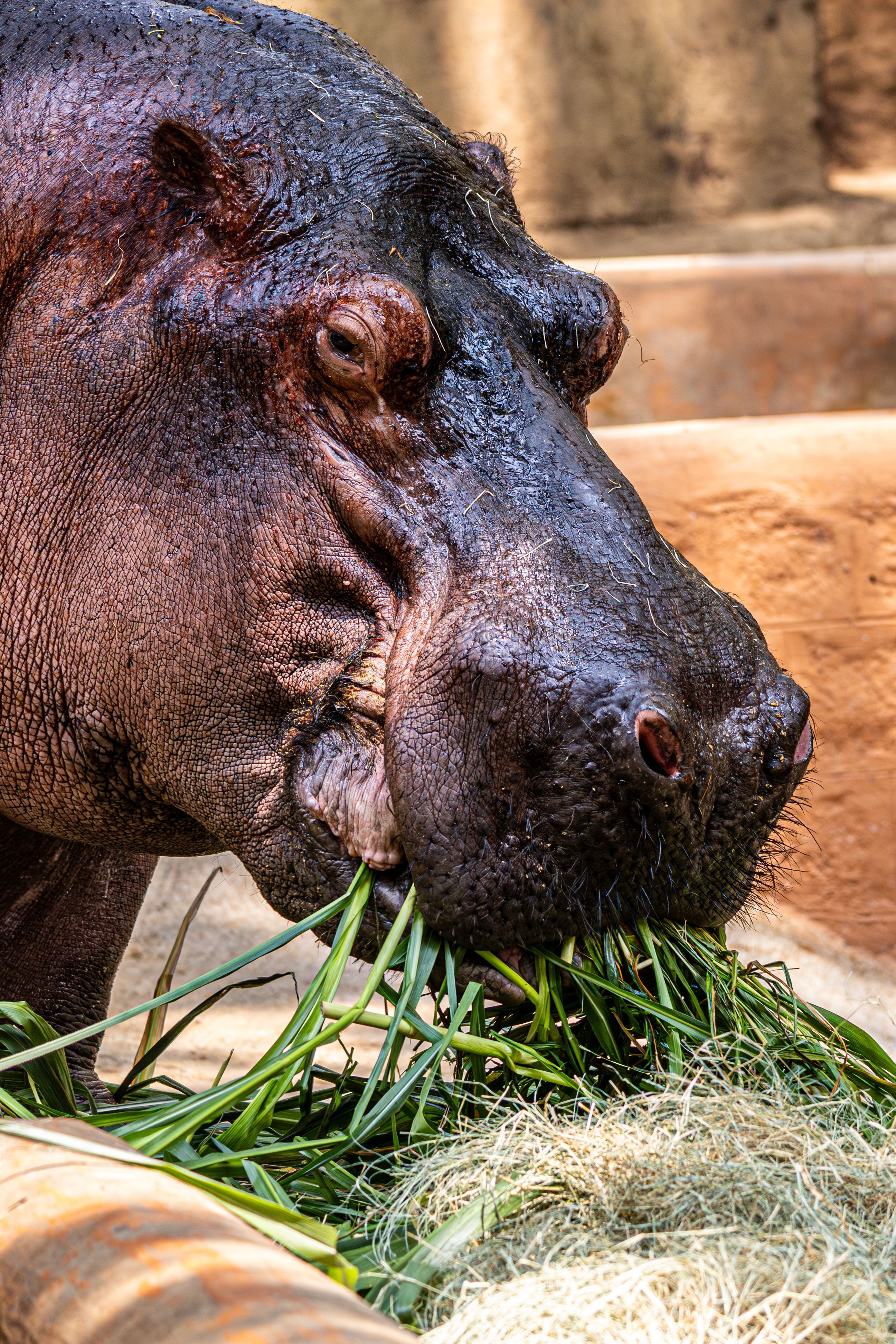 Herbivores Animals Photos, Download The BEST Free Herbivores Animals ...