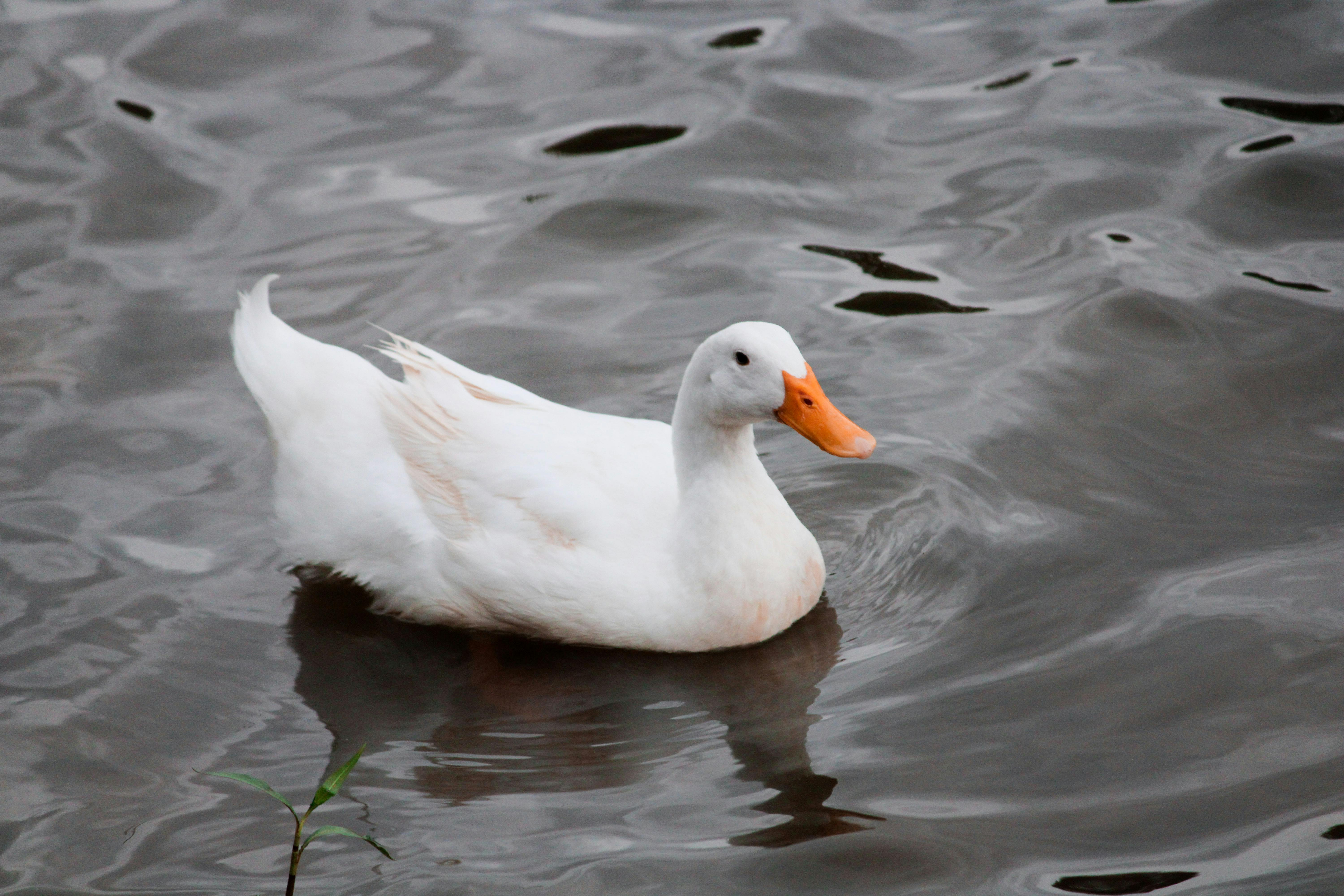 Drake+Pfp Photos, Download The BEST Free Drake+Pfp Stock Photos & HD Images