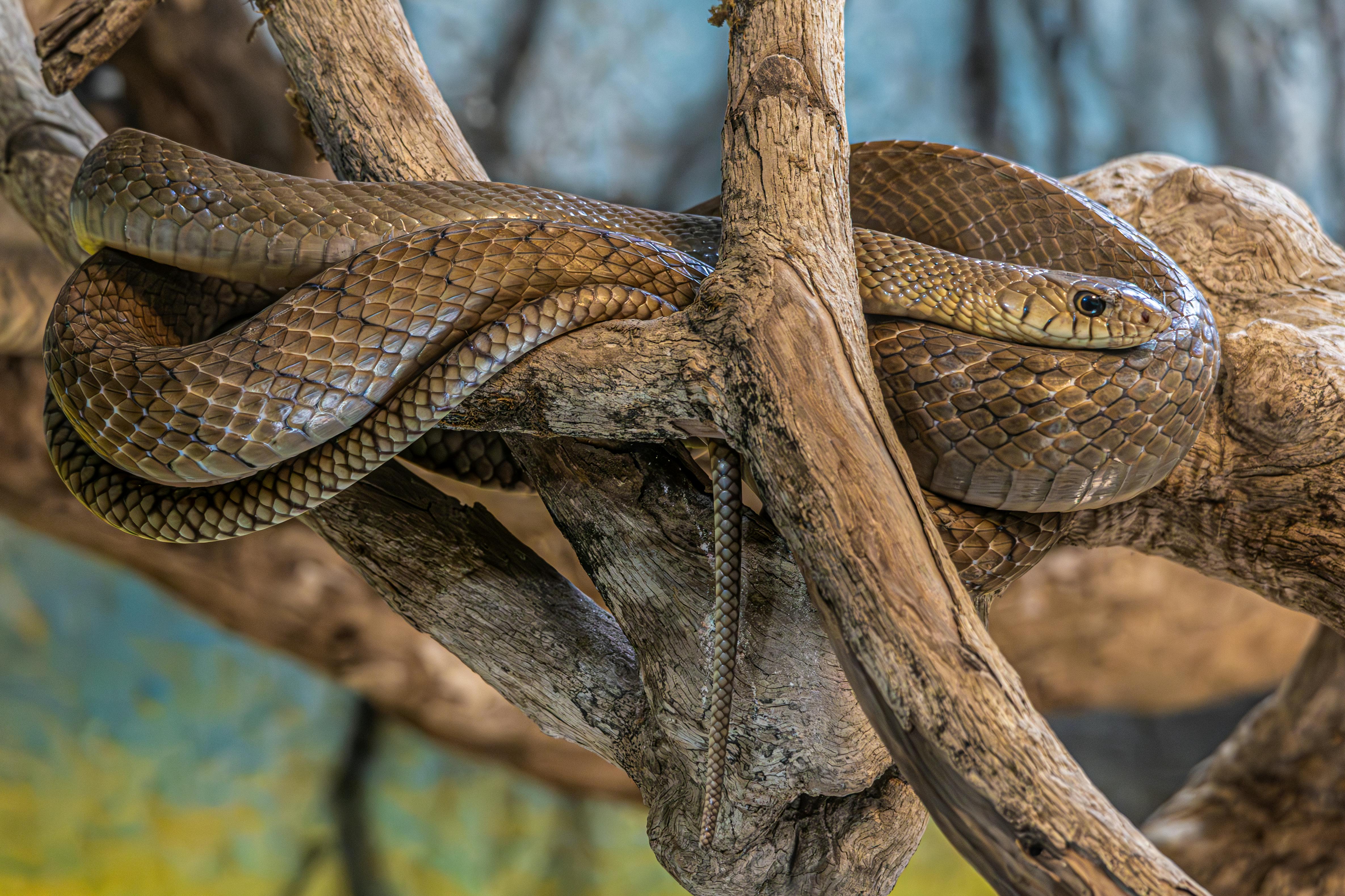 Elapid Meaning Explained: Venomous Snakes and Their Secrets