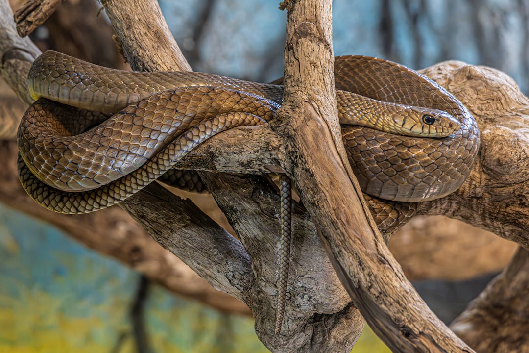 Elapid Meaning Explained: Venomous Snakes and Their Secrets