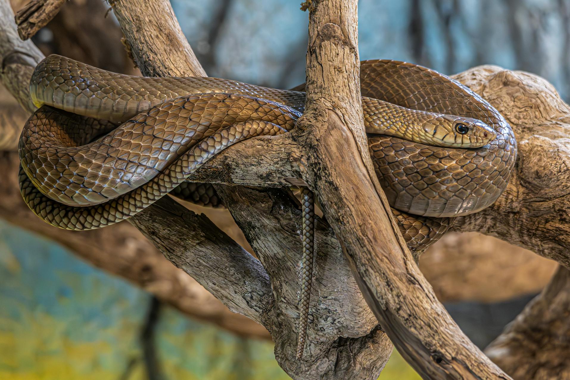 Elapid vs Viper Snakes: Key Differences Explained