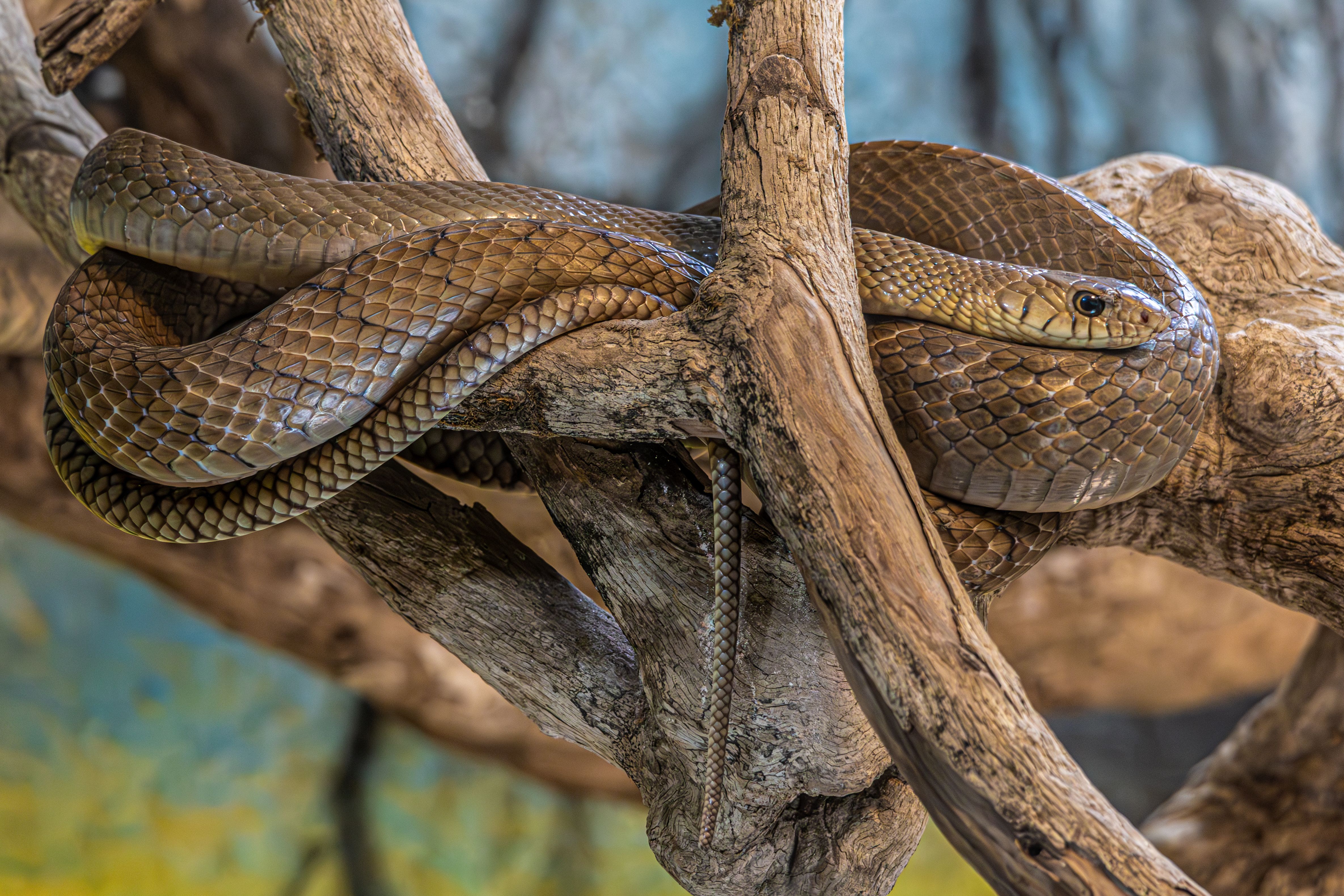 Close-up of a Coiled Snake on Branch · Free Stock Photo