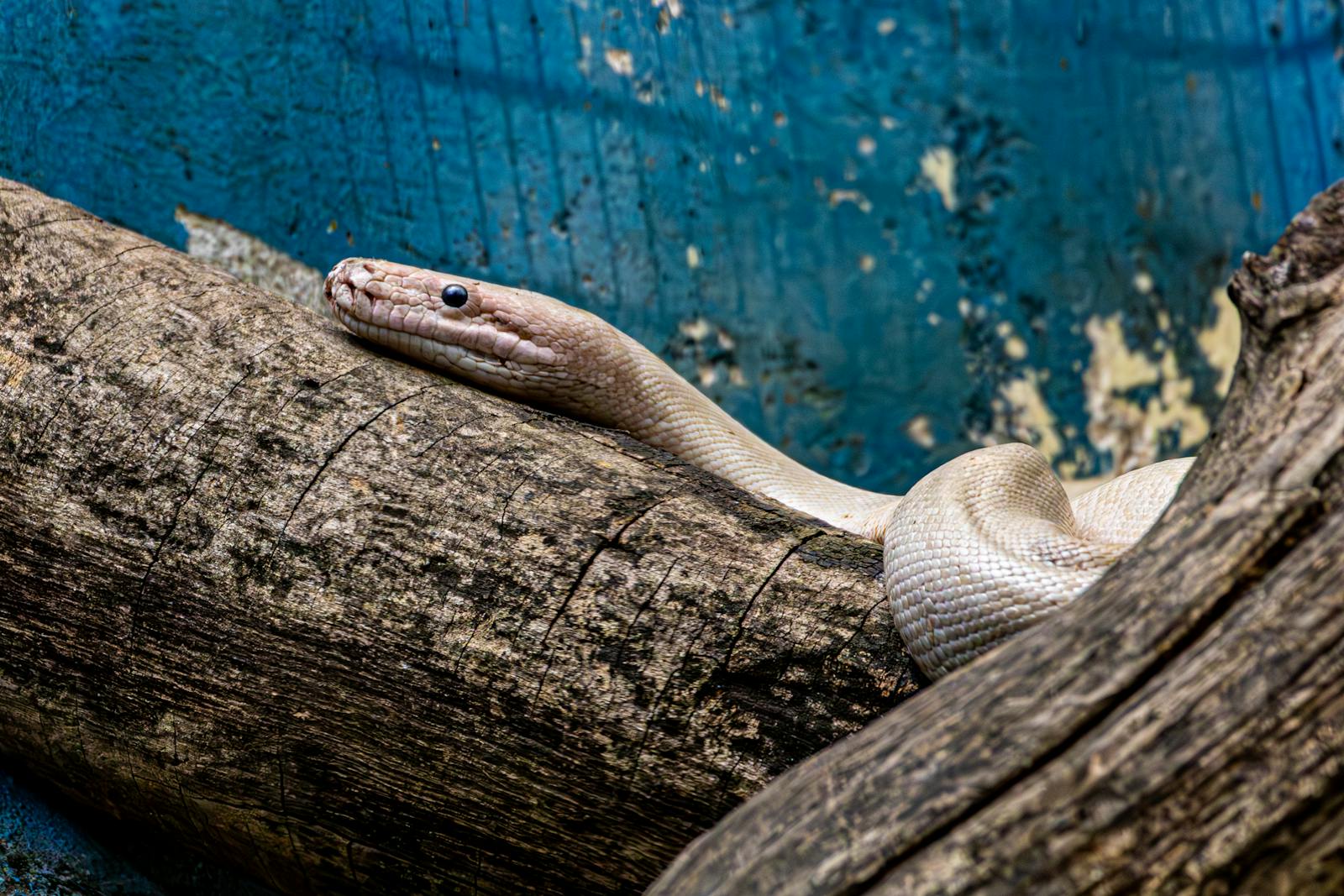 Snake Bite Photos, Download The BEST Free Snake Bite Stock Photos & HD ...