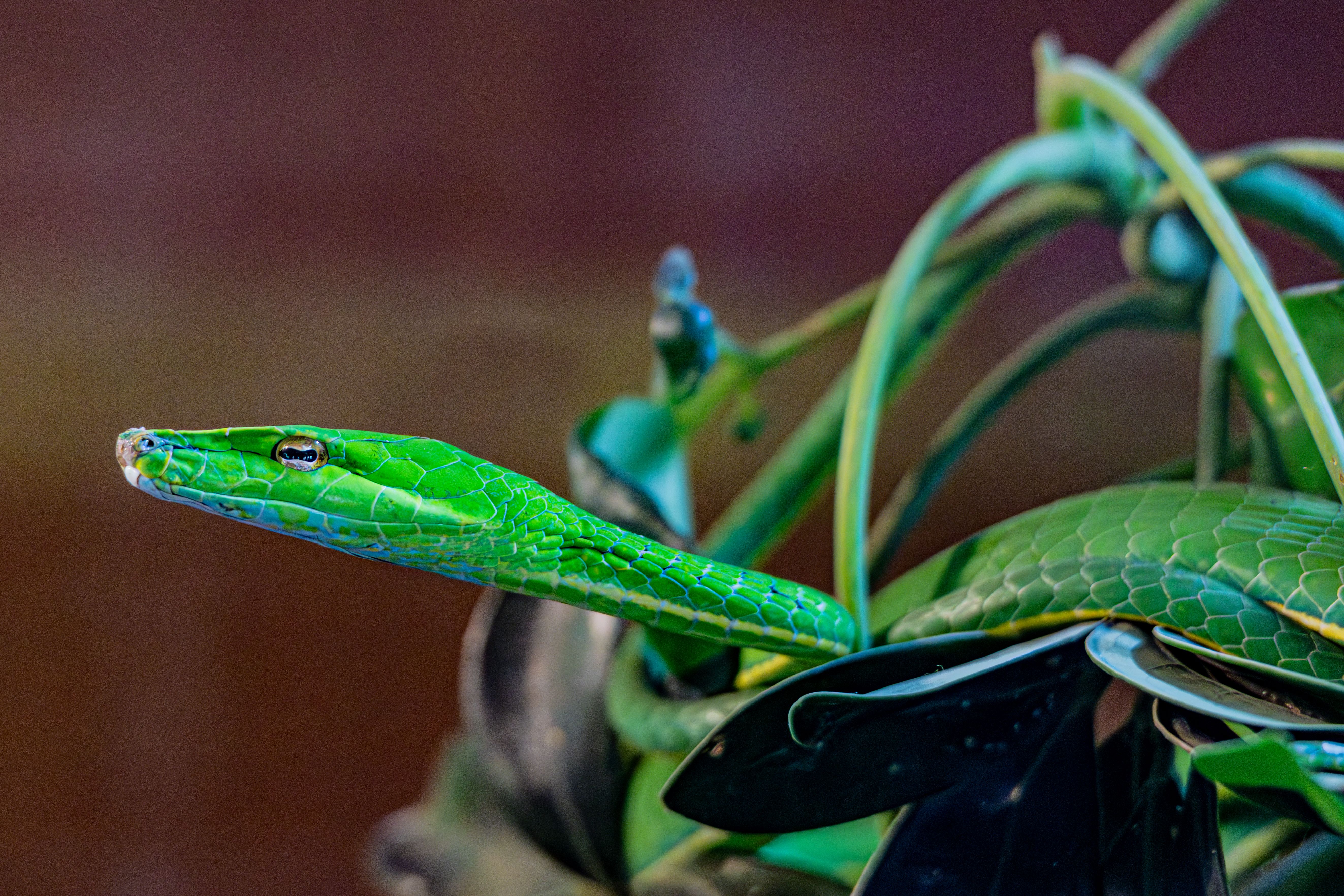 Vibrant Green Snake in Lush Foliage · Free Stock Photo