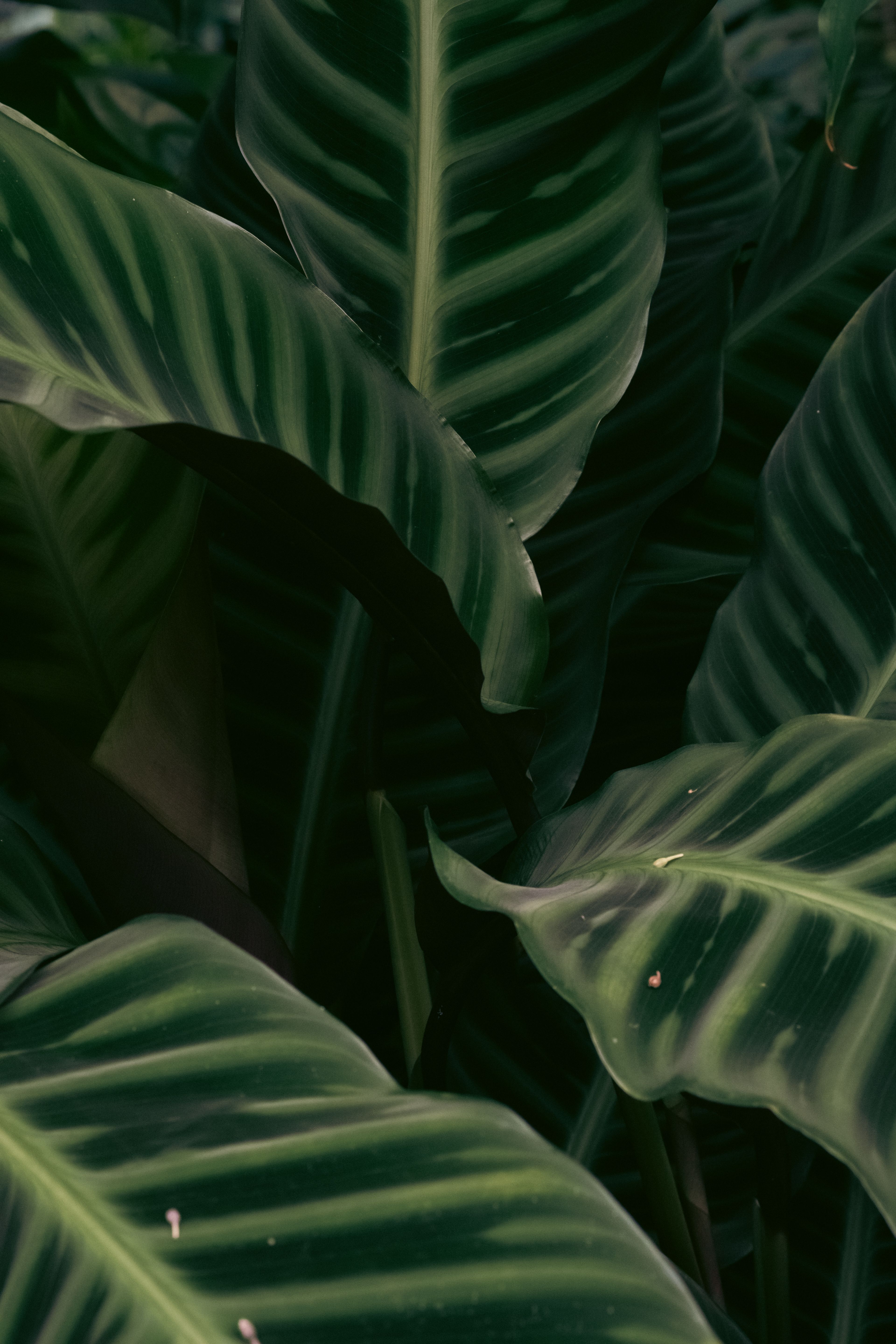 Close-up Dark Green Tropical Plant Leaves · Free Stock Photo
