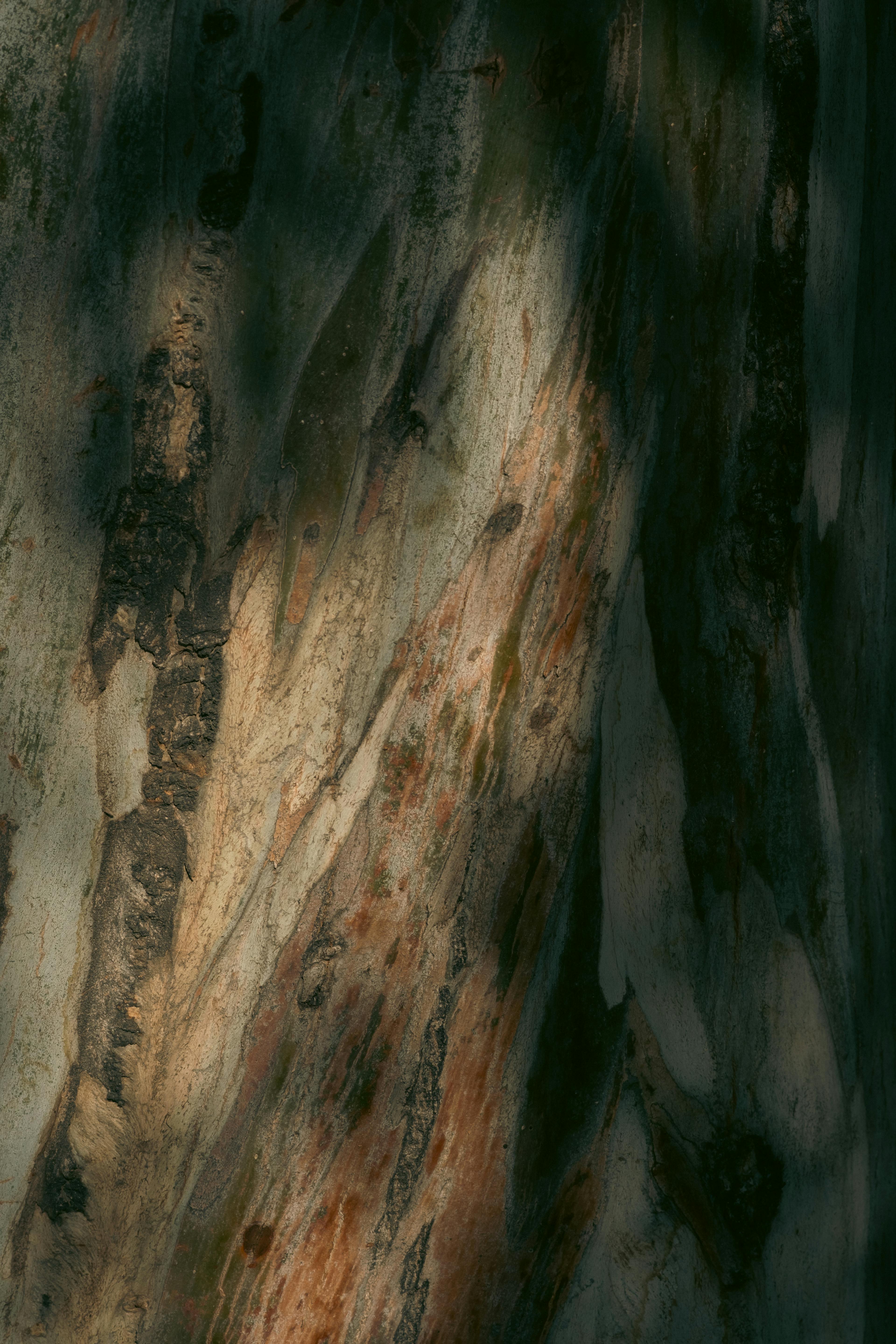 Tree Texture Photos, Download The BEST Free Tree Texture Stock Photos ...