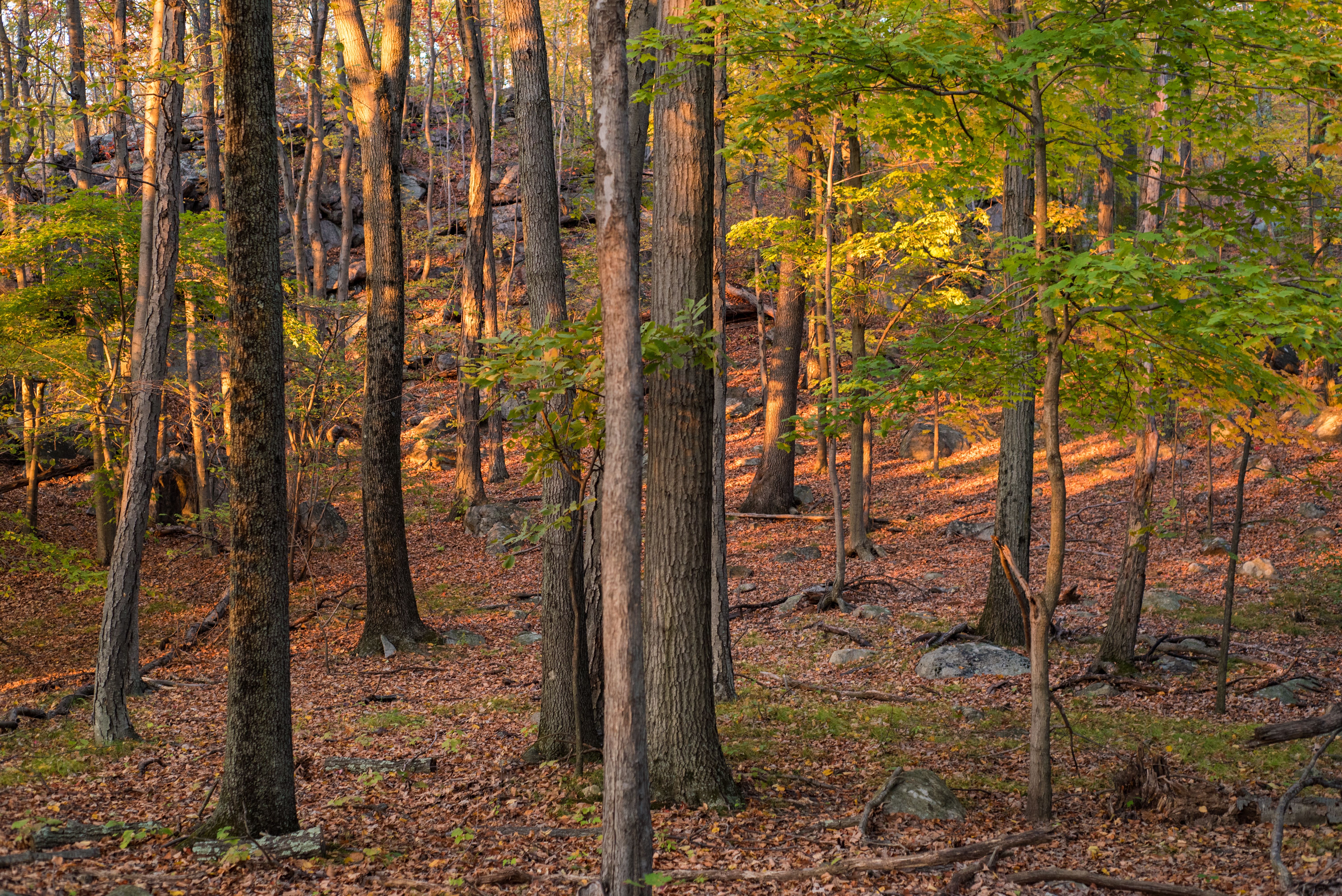 Serene Autumn Forest with Sunlit Foliage · Free Stock Photo