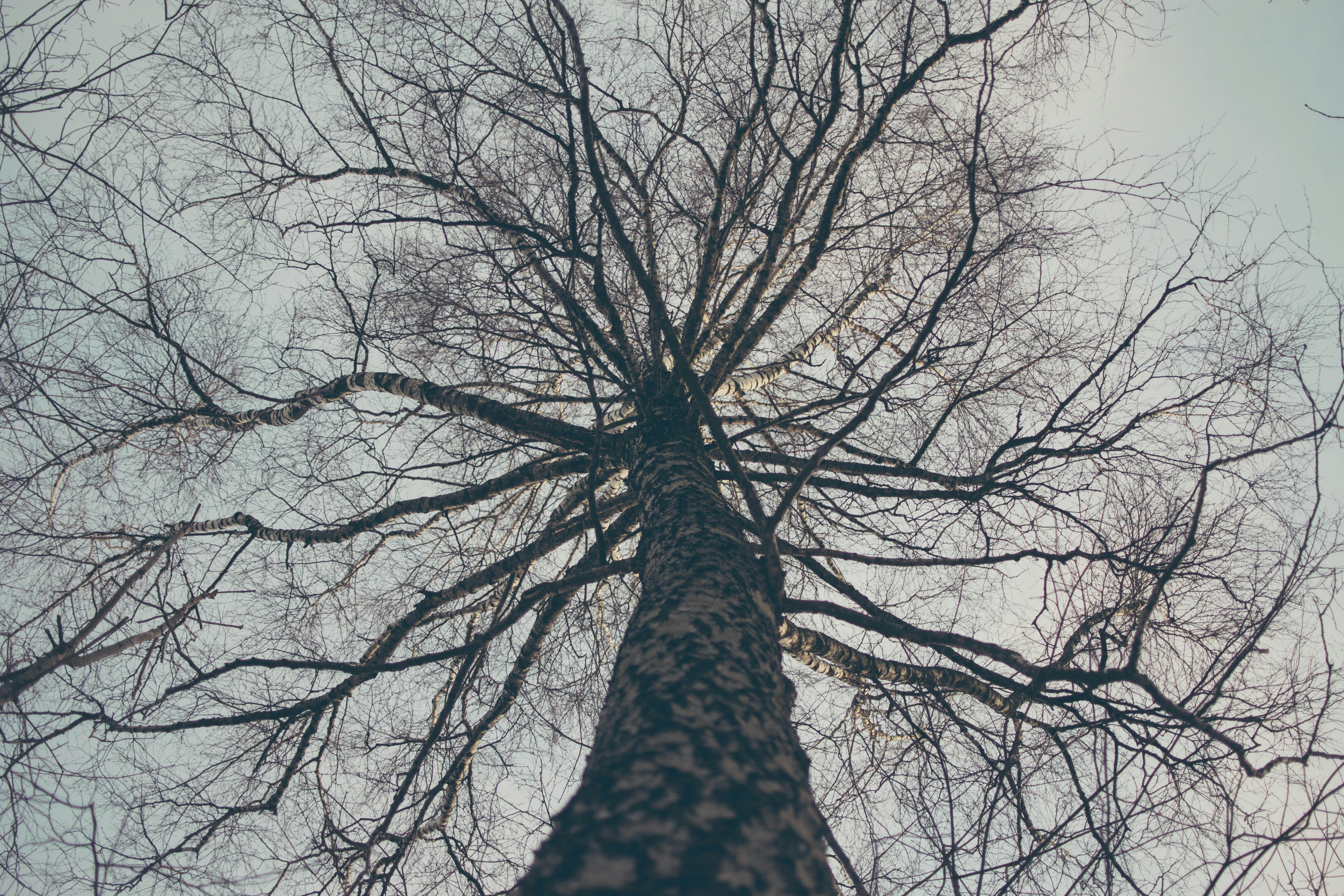 Low Angle View of Bare Tree Against Sky · Free Stock Photo
