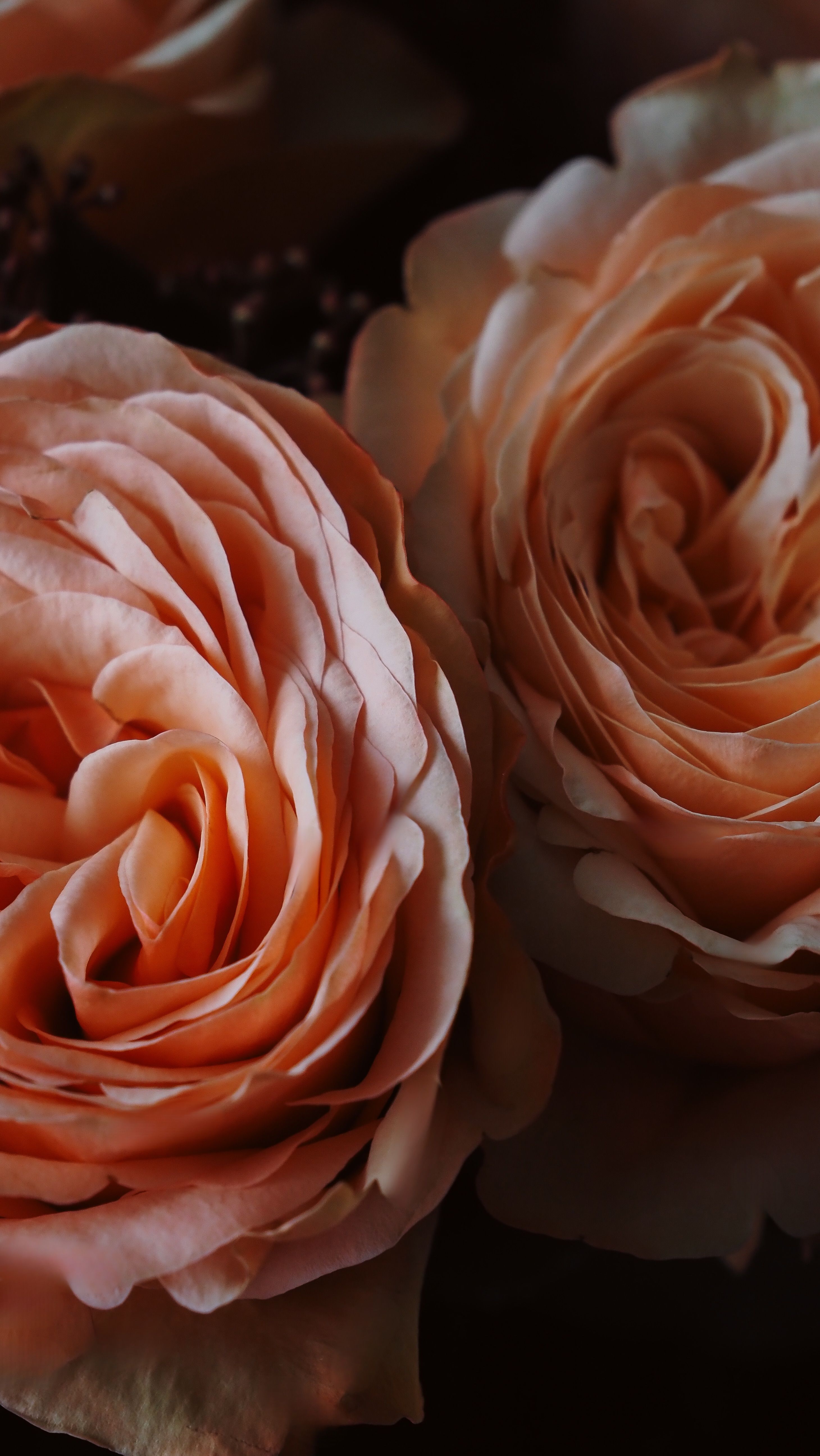 Blush Photos, Download The BEST Free Blush Stock Photos & HD Images