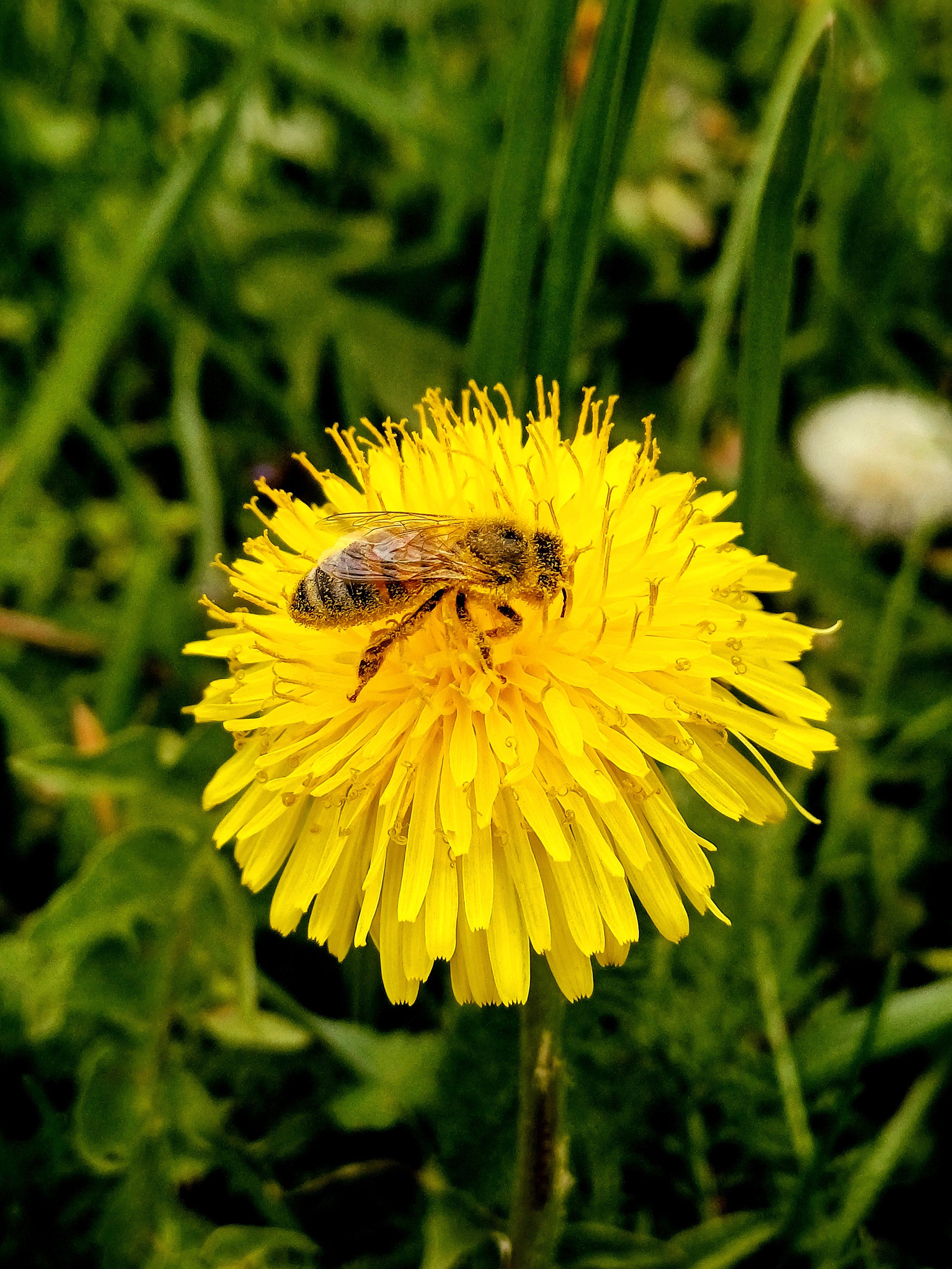 Bee Pollinating Yellow Dandelion Flower Close-up · Free Stock Photo