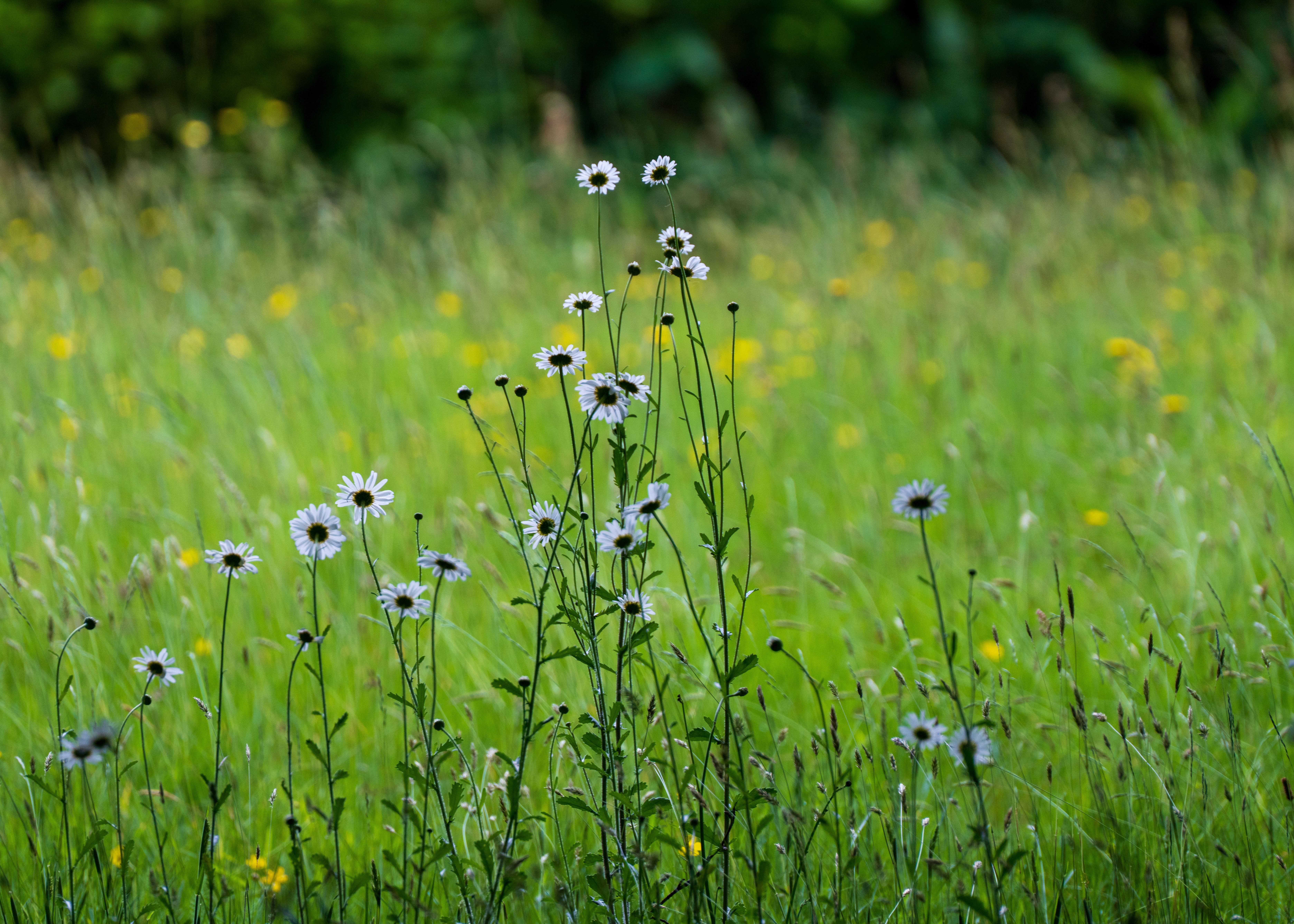 Beautiful Wild Daisies in a Green Meadow · Free Stock Photo