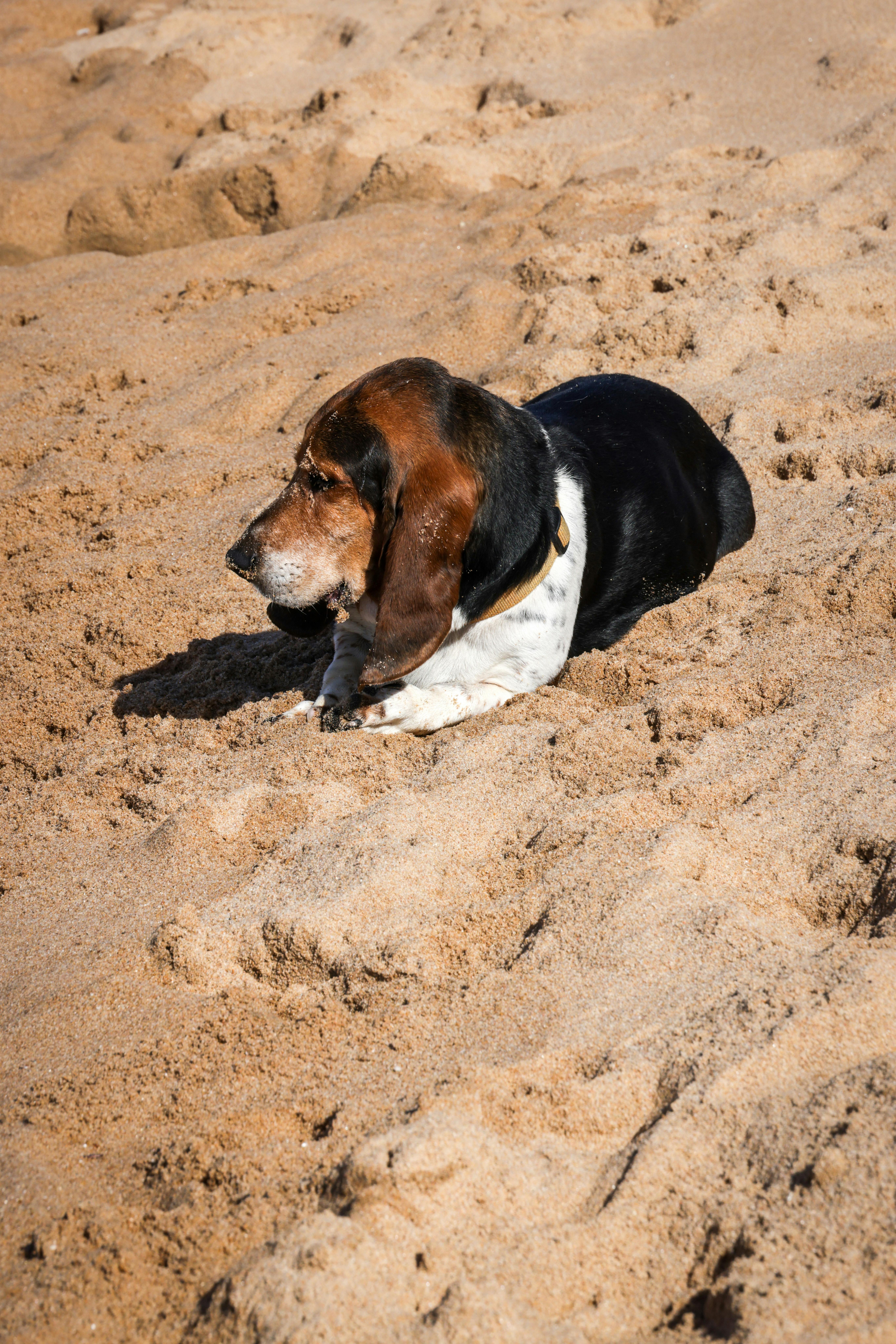Basset Hound Relaxing on Sandy Beach · Free Stock Photo