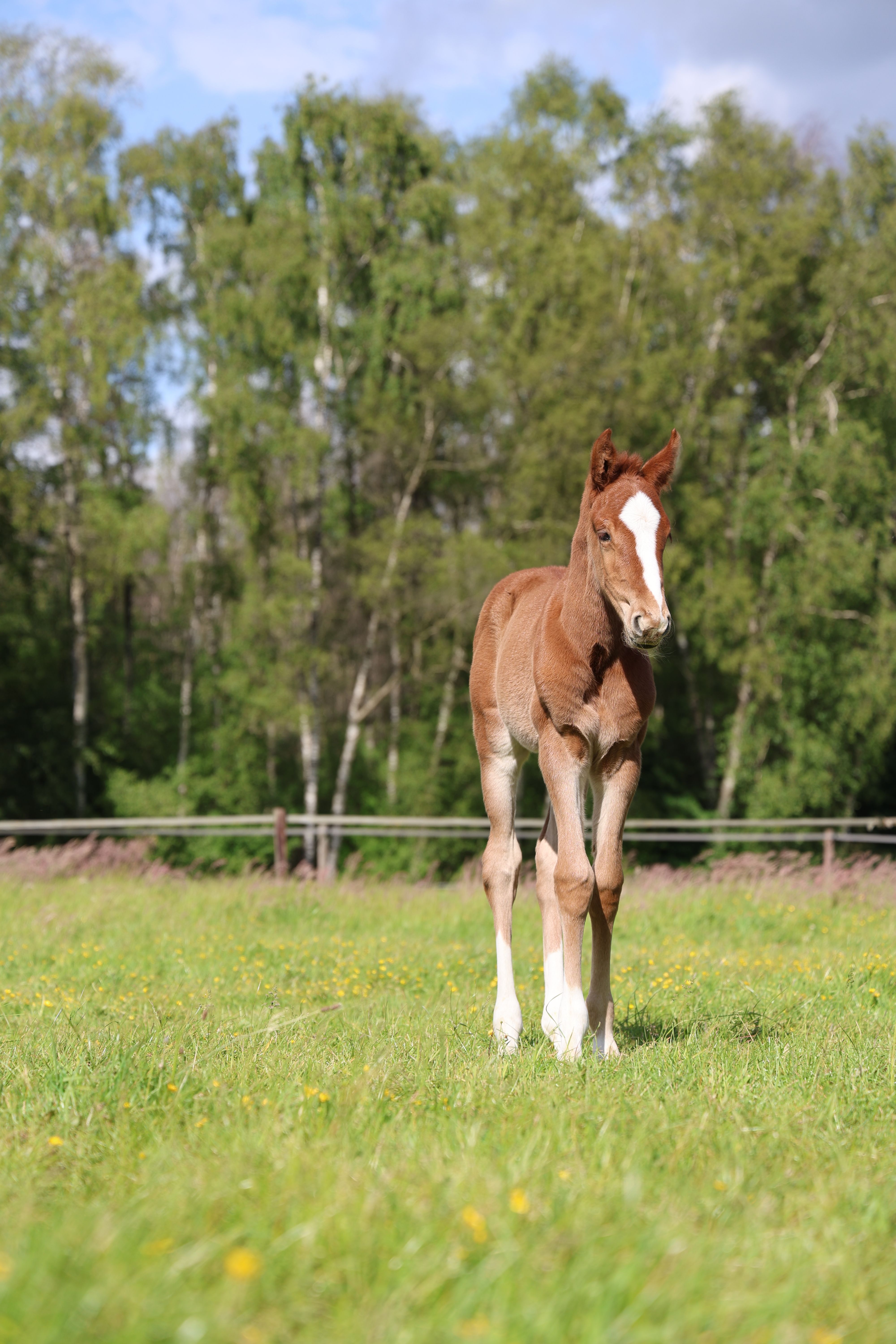 Young Foal Standing in Sunlit Pasture · Free Stock Photo