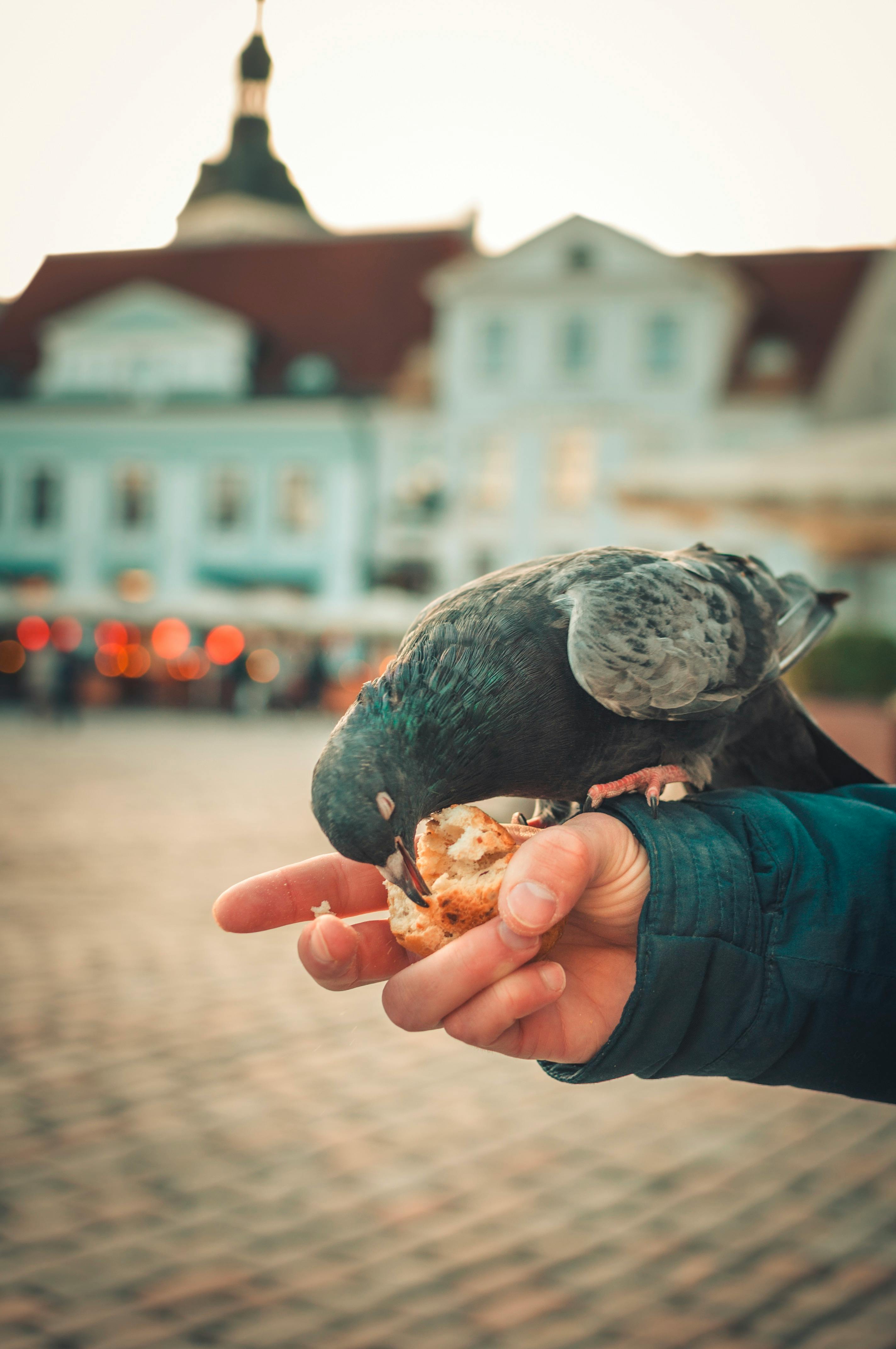 Pigeon Eating Bread · Free Stock Photo