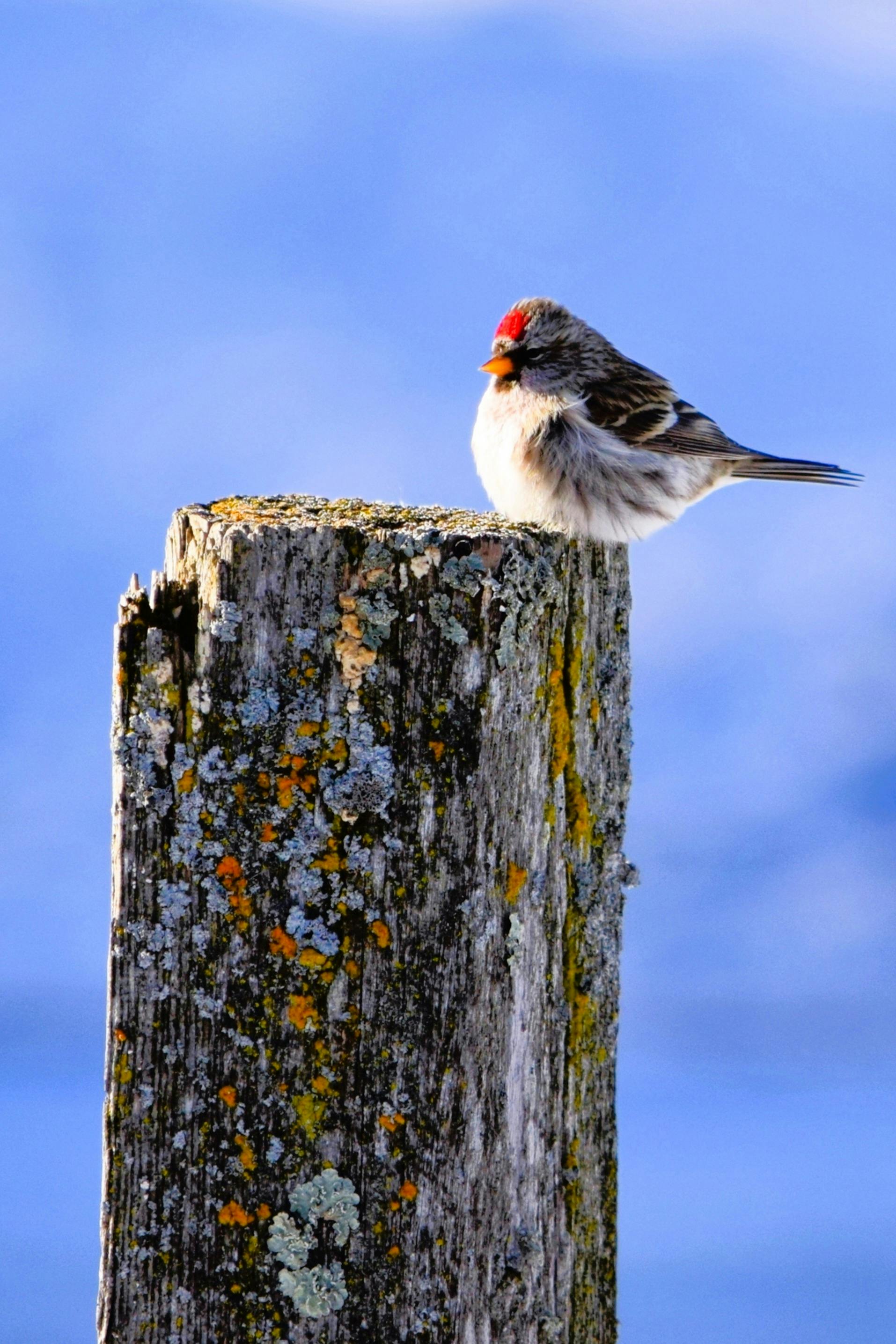 Garuda Bird Photos, Download The BEST Free Garuda Bird Stock Photos ...