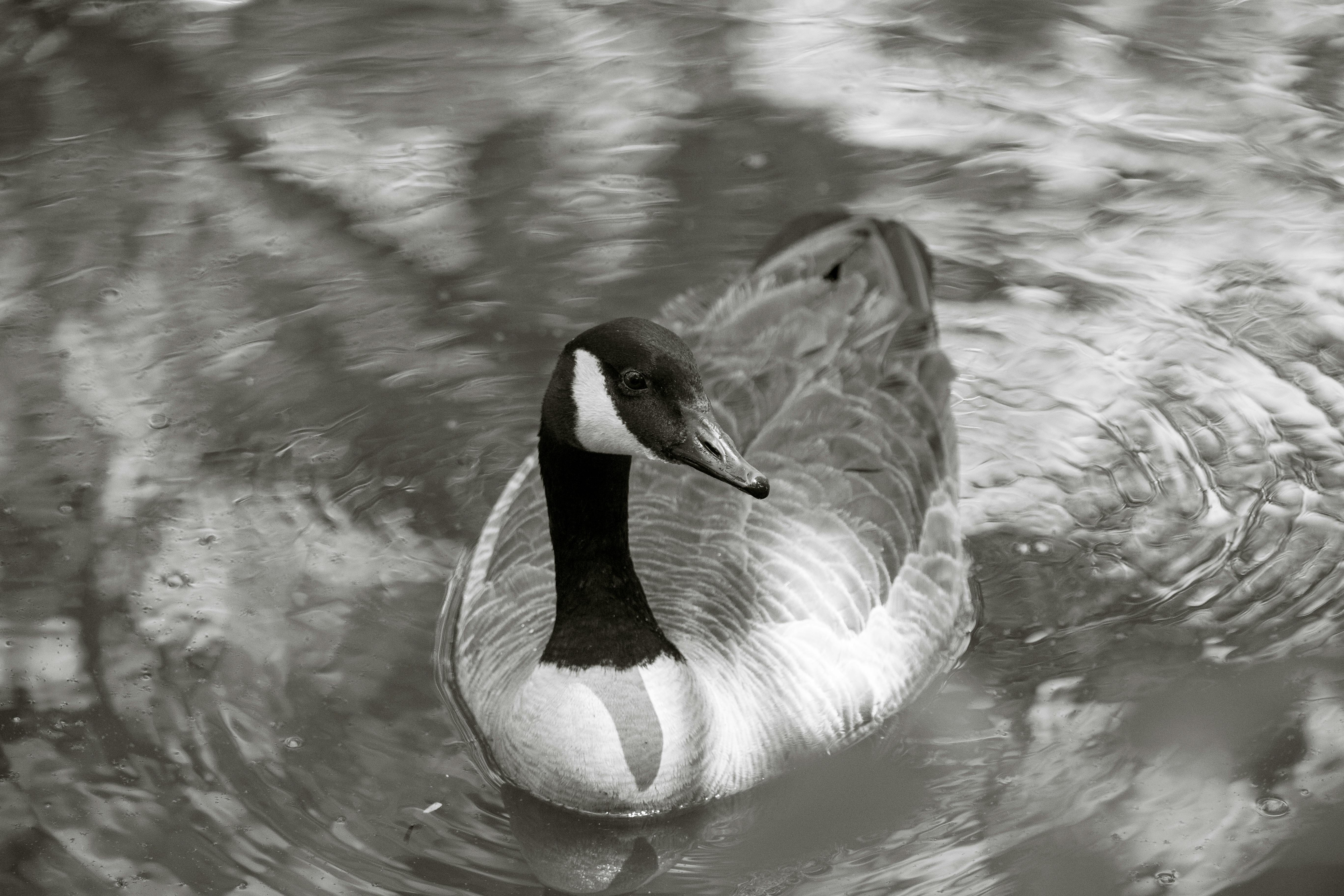 Geese Portrait Photos, Download The BEST Free Geese Portrait Stock ...