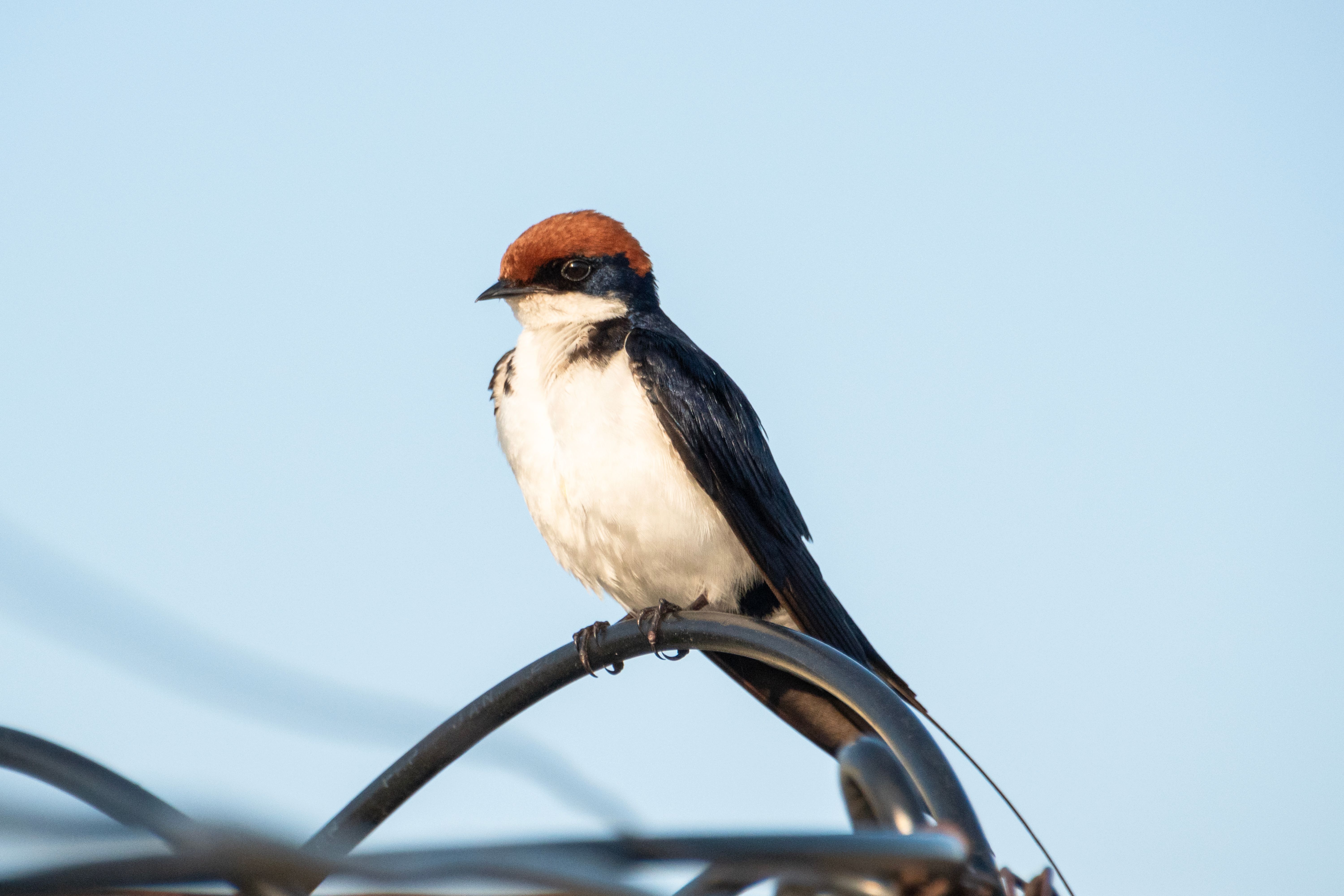Hirondelle à Tête Rouge Perchée Sur Un Ciel Bleu Photo Gratuite