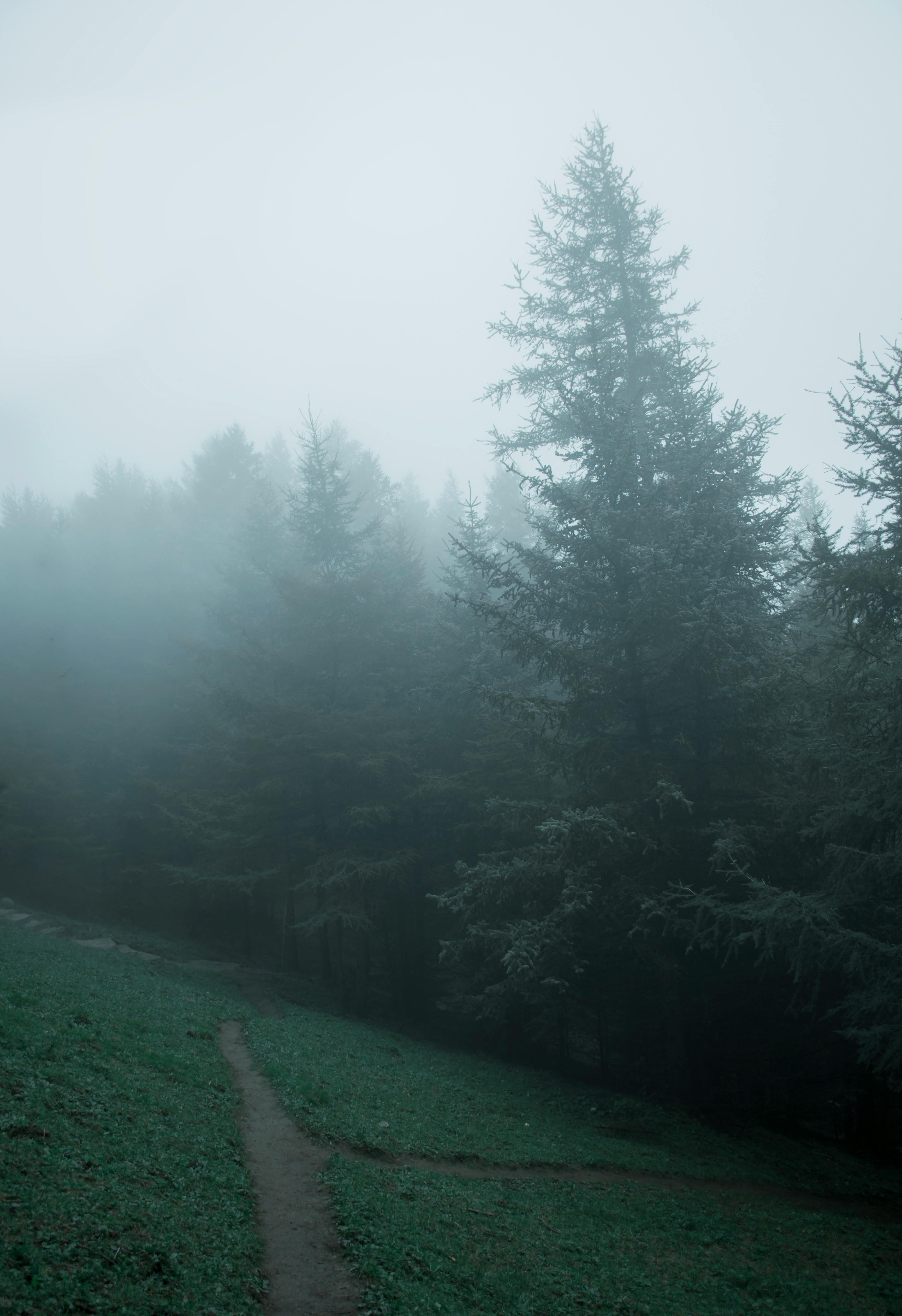 Landscape Photography of Road Between Trees · Free Stock Photo