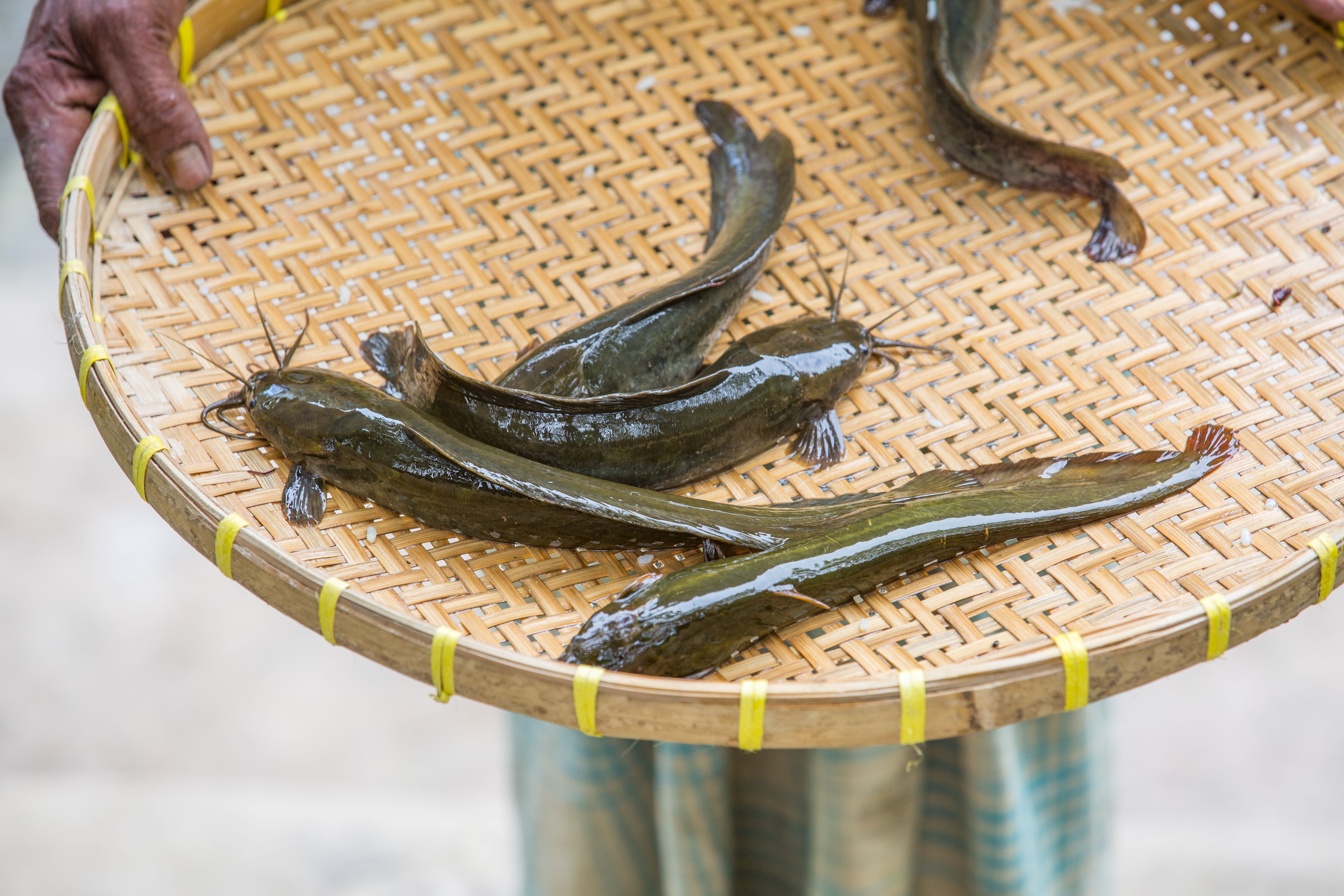 Fresh Catfish on Bamboo Tray in Chattogram · Free Stock Photo