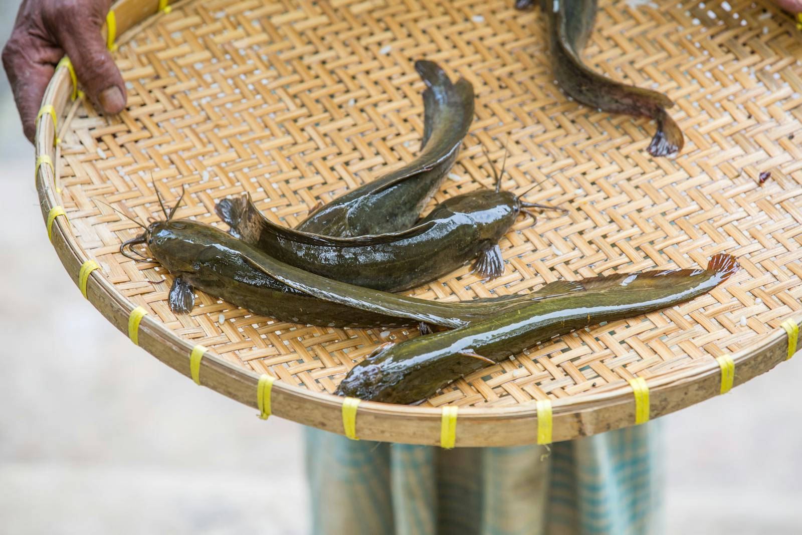 Catfish Photos, Download The BEST Free Catfish Stock Photos & HD Images