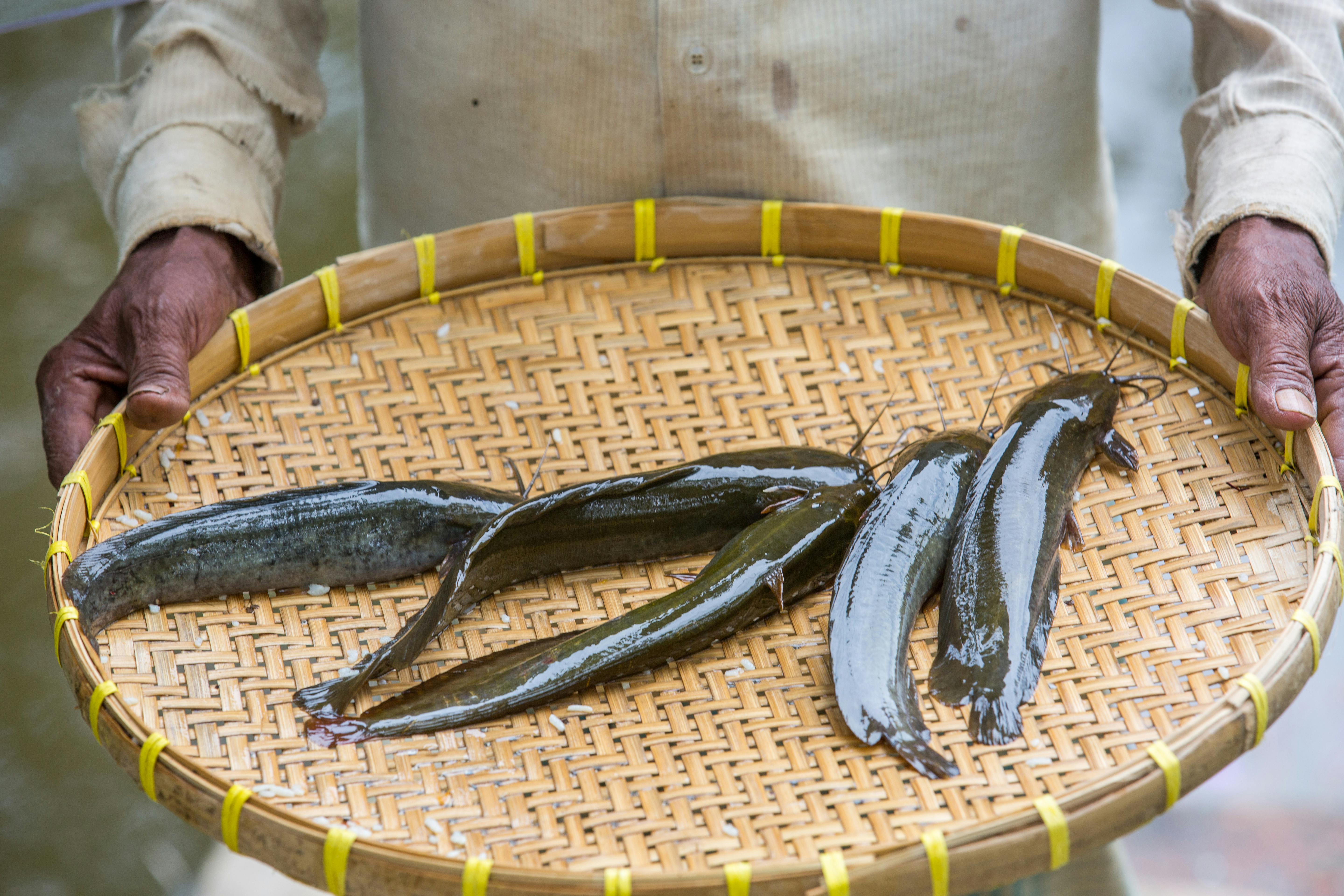 Fresh Fish Catch in Woven Basket, Bangladesh · Free Stock Photo