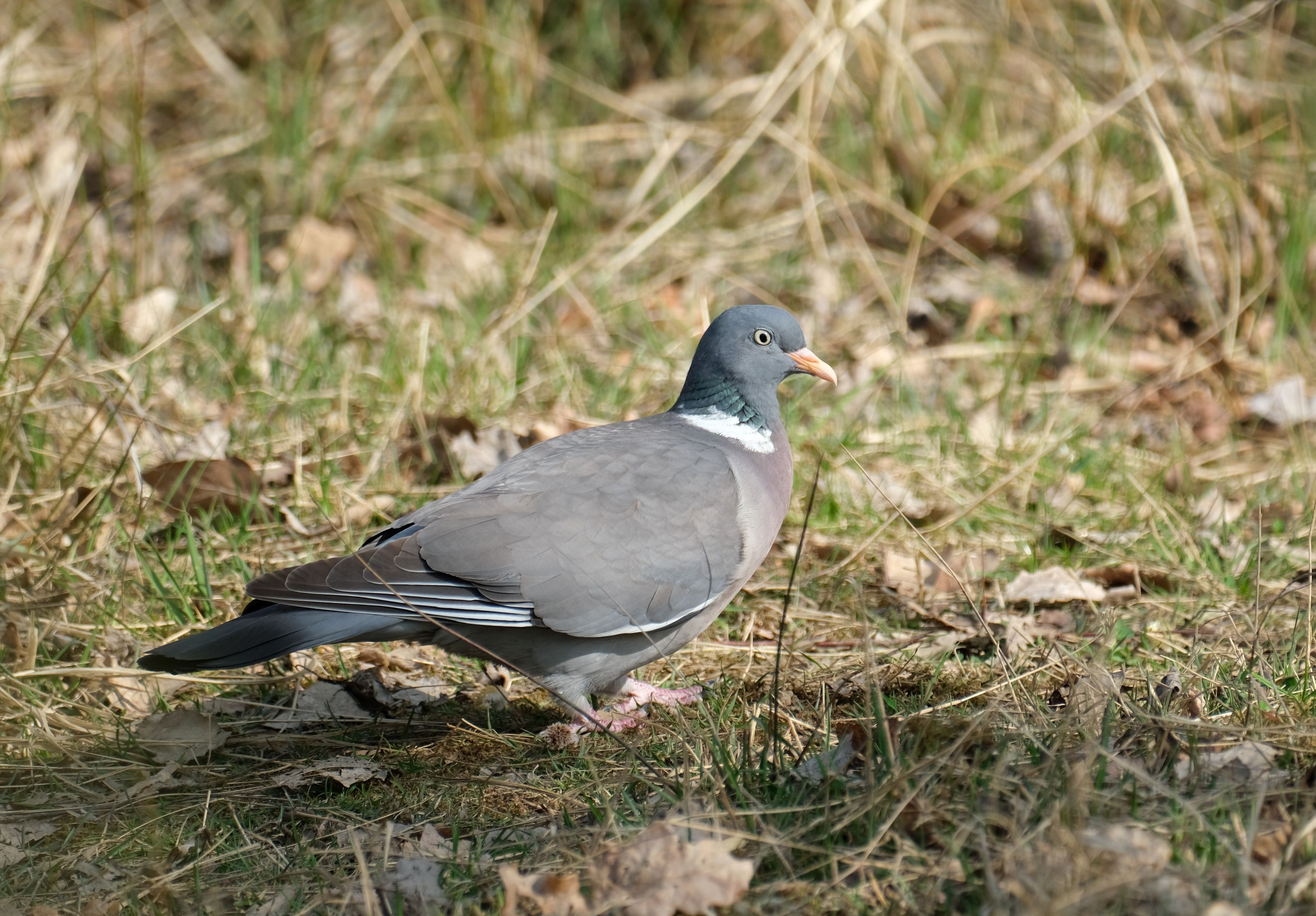 Eurasian Wood Pigeon in Natural Habitat · Free Stock Photo