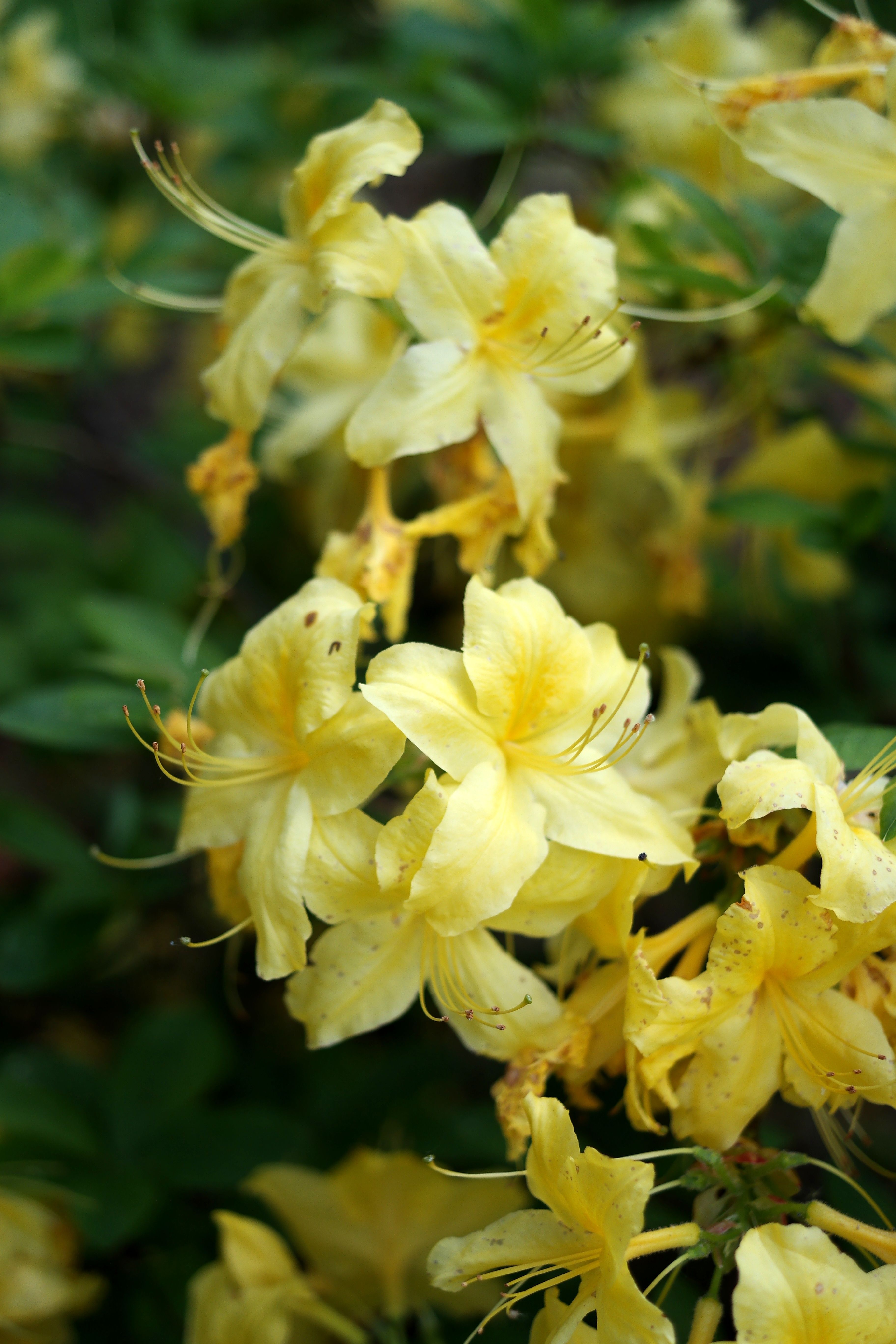 Vibrant Yellow Rhododendron Flowers in Full Bloom · Free Stock Photo