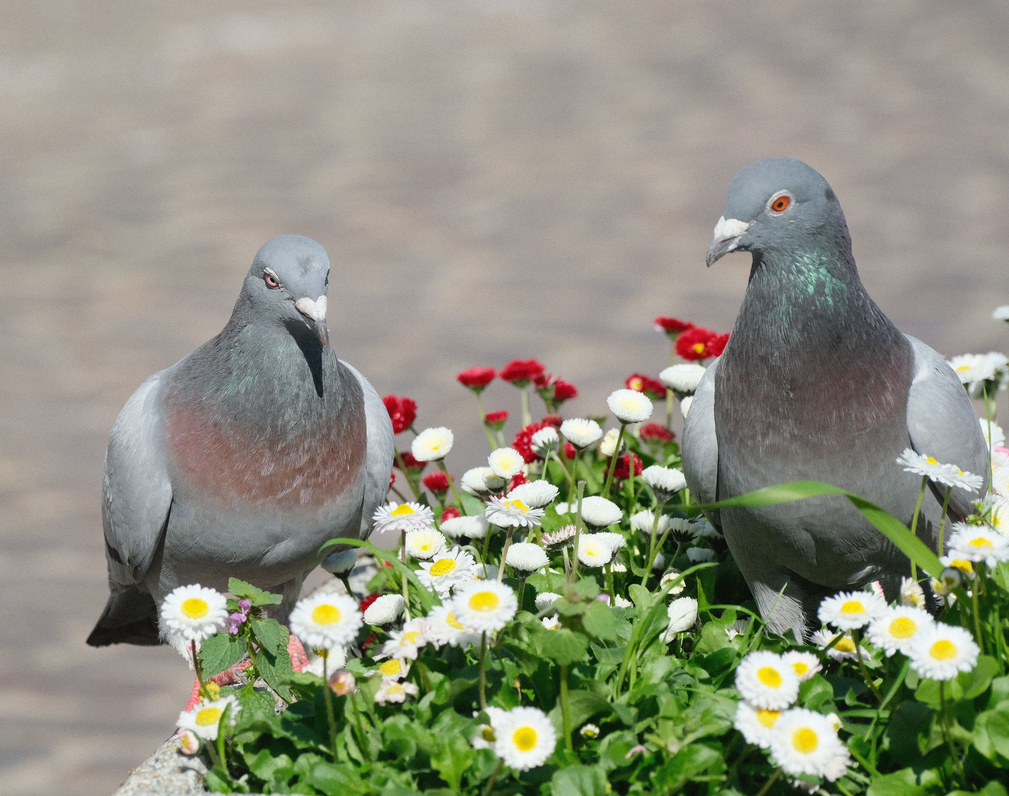 Two Pigeons Among Colorful Spring Flowers · Free Stock Photo
