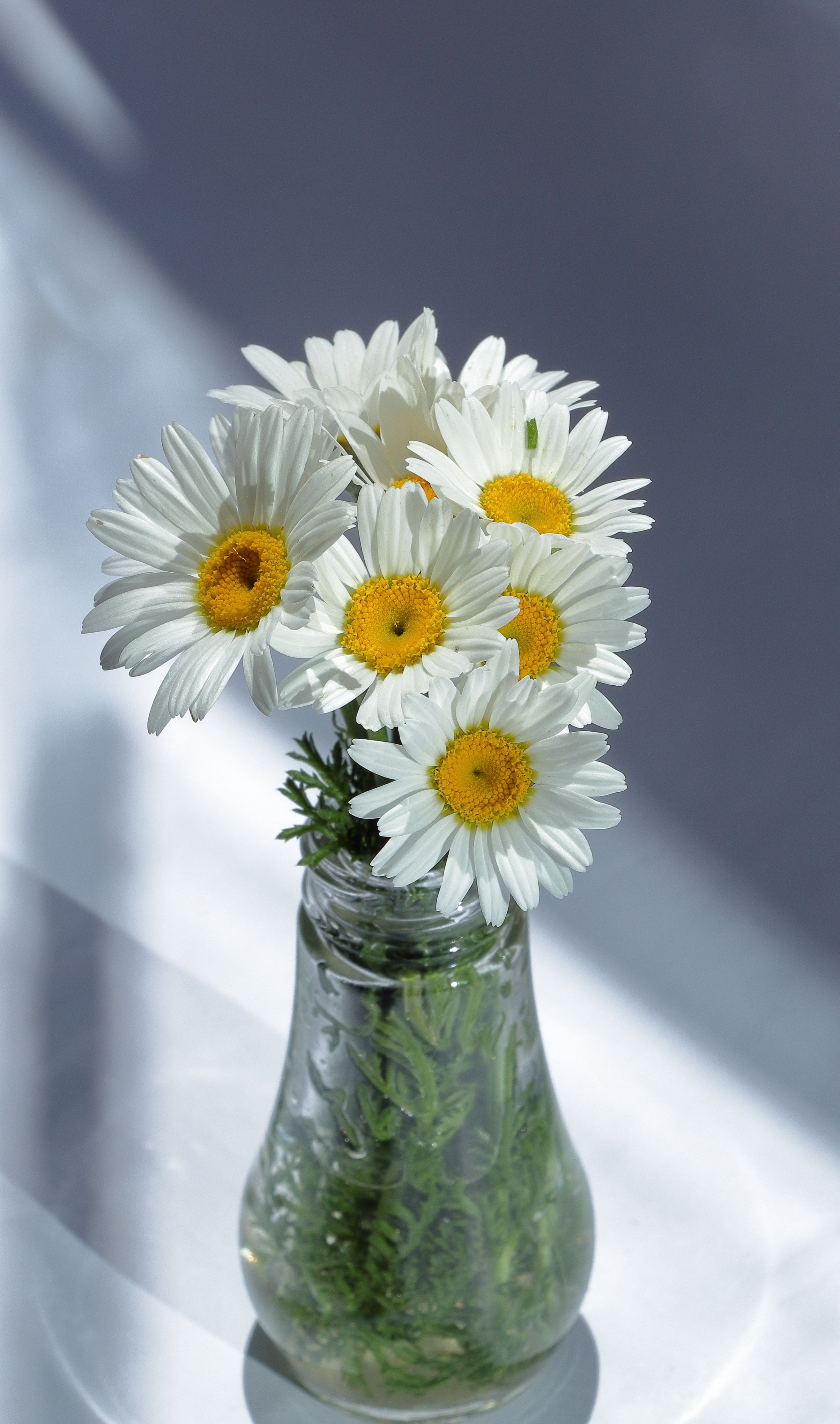 Bouquet of Fresh Daisies in Glass Vase · Free Stock Photo